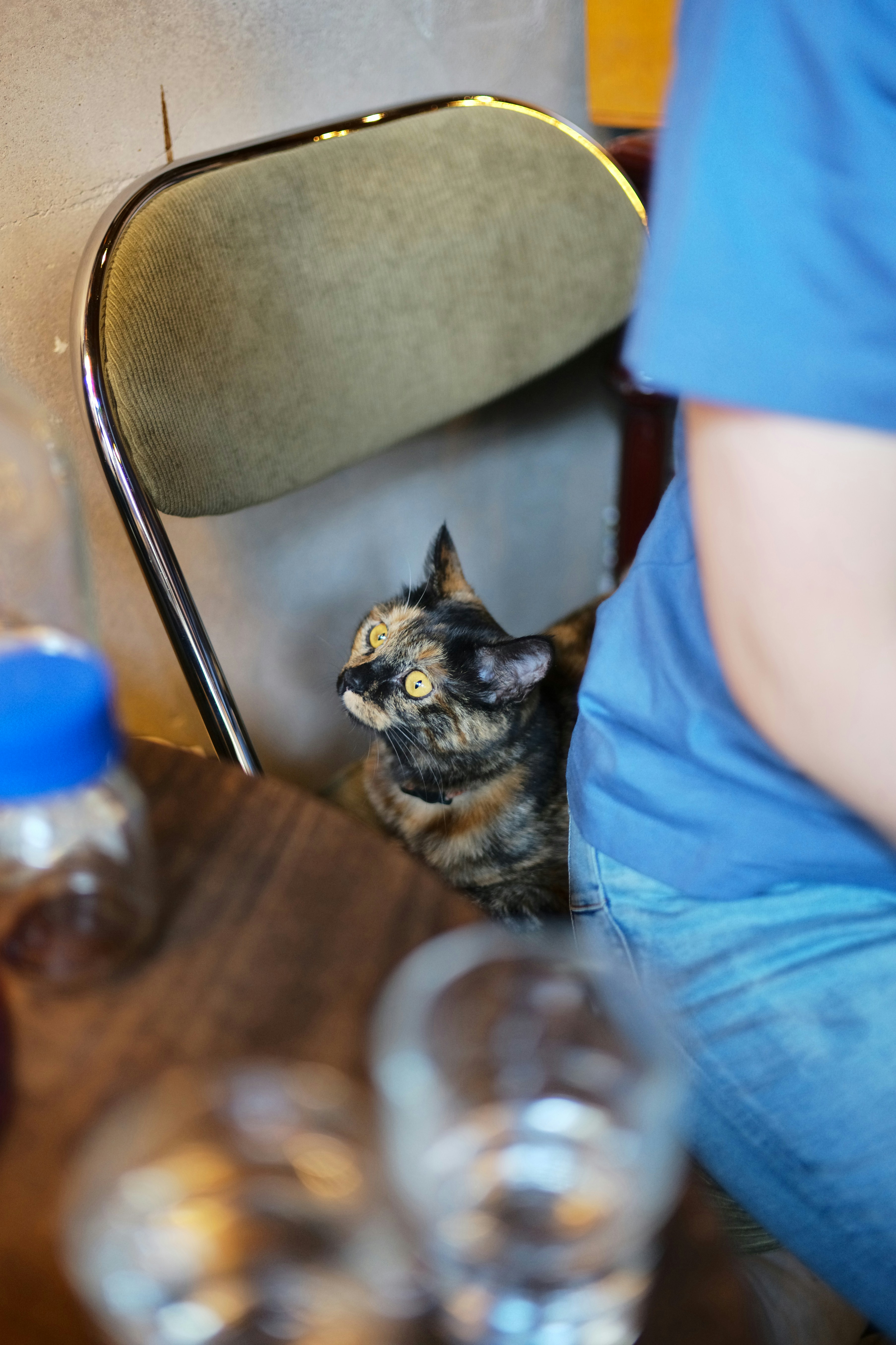 Calico Gaze: A Curious Cat Emerges from Under the Chair