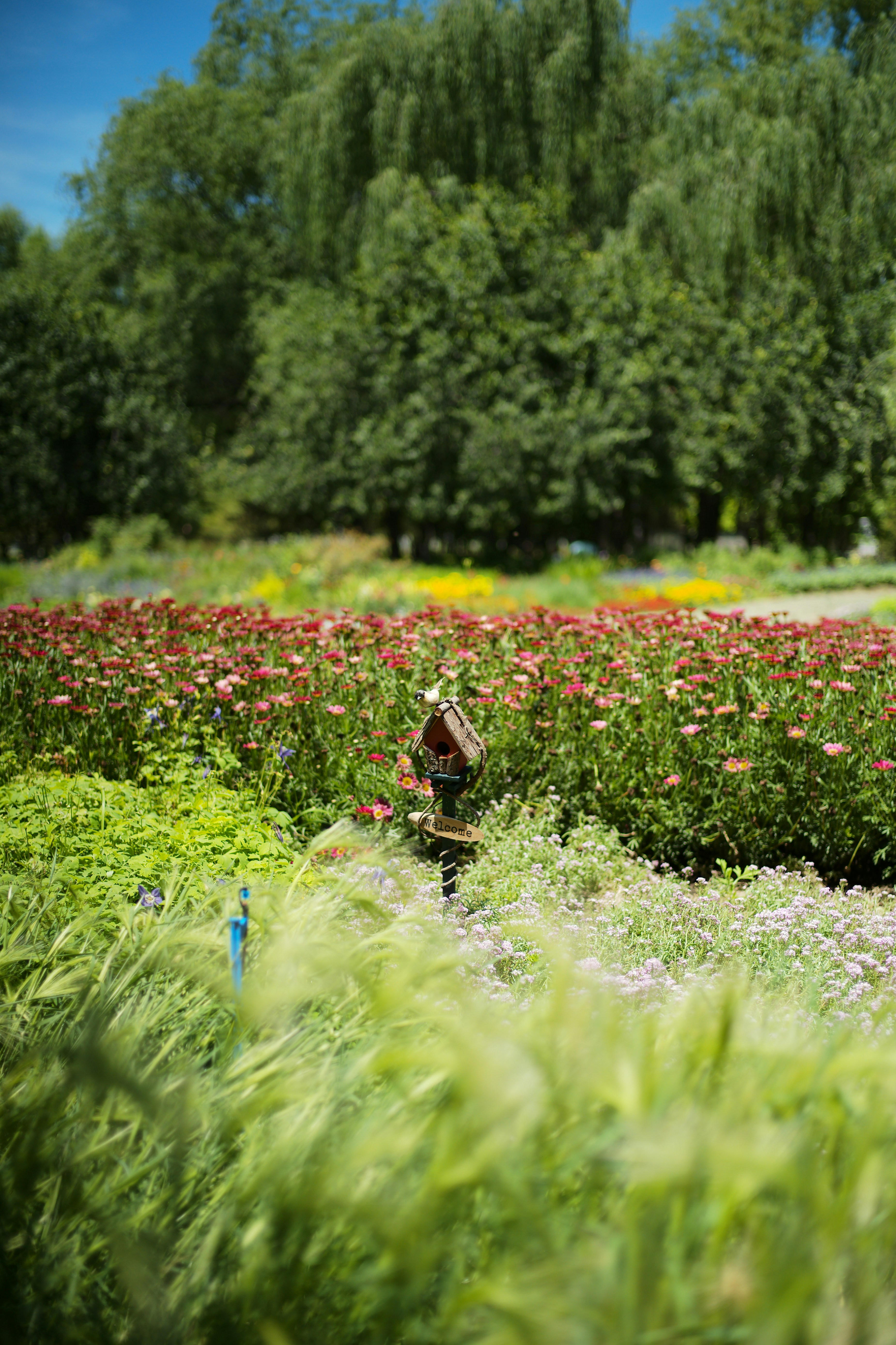 A field full of flowers with a person in the distance photo – Free ...