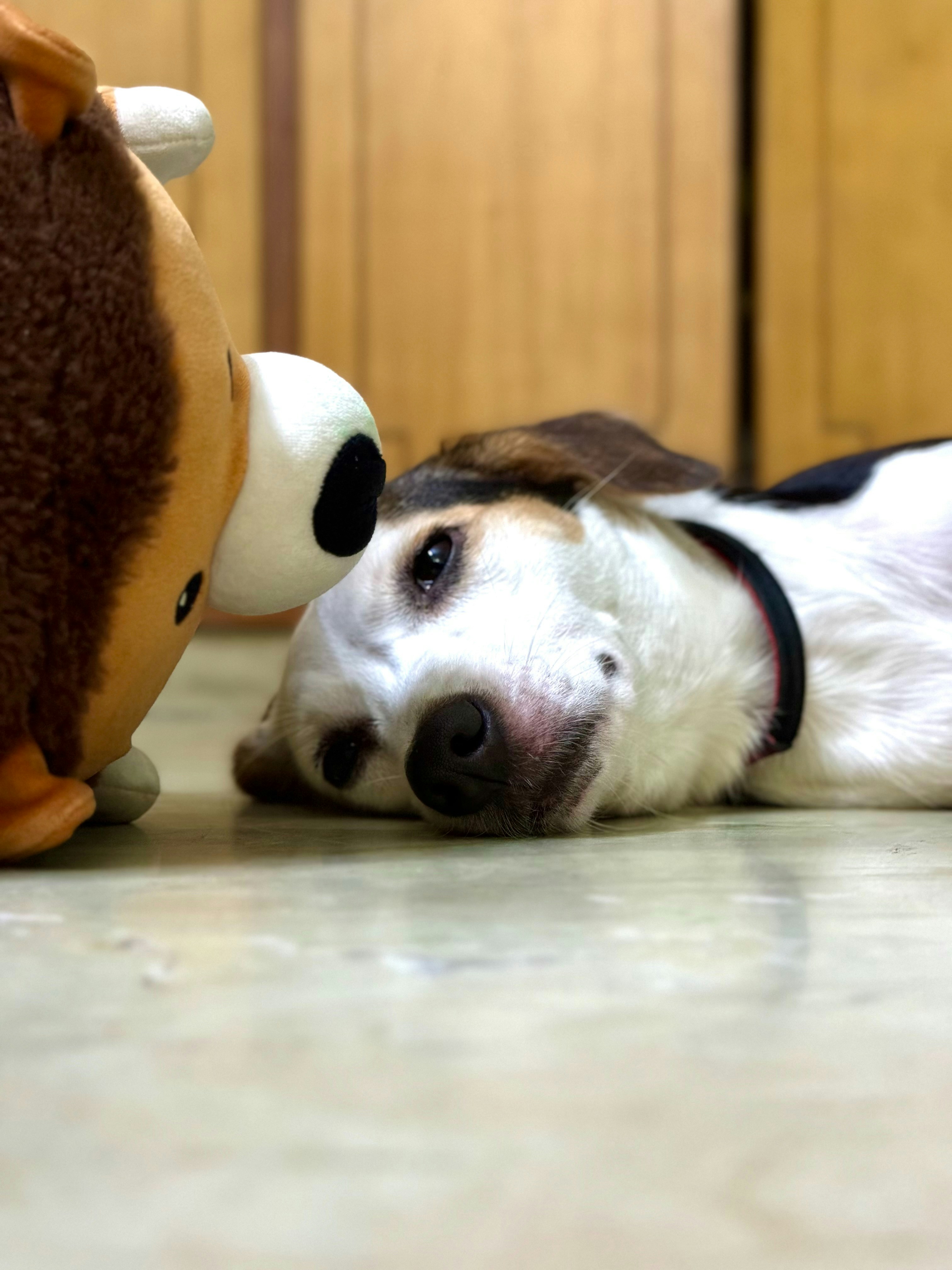 Whispers of Slumber: A Furry Friend Resting Beside a Plush Bear
