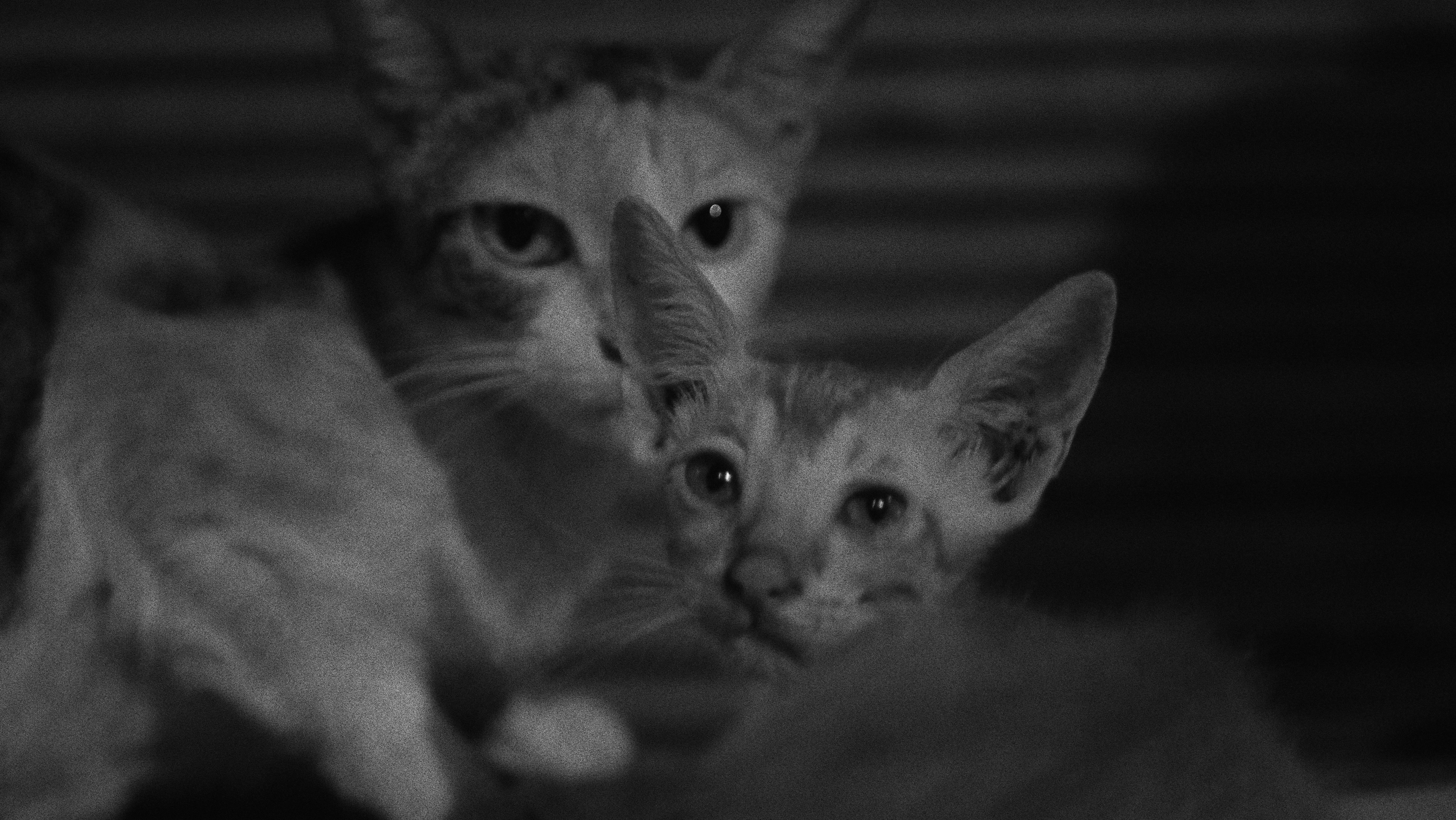 Two cats in grayscale photograph, a kitten peeks from behind a larger cat, their eyes catching the light.
