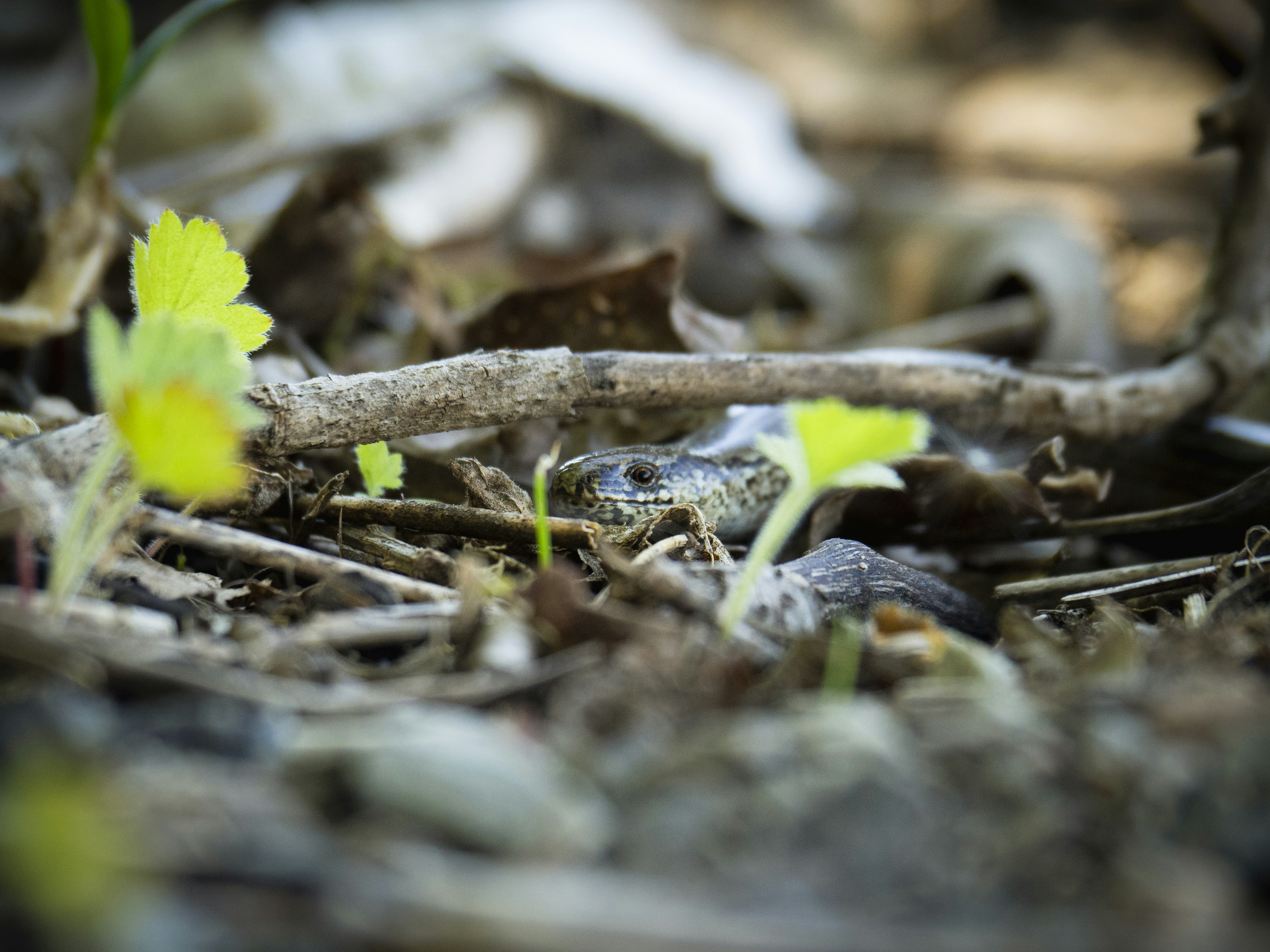 Hidden Snail Spotlight: Tiny Life on a Forest Floor