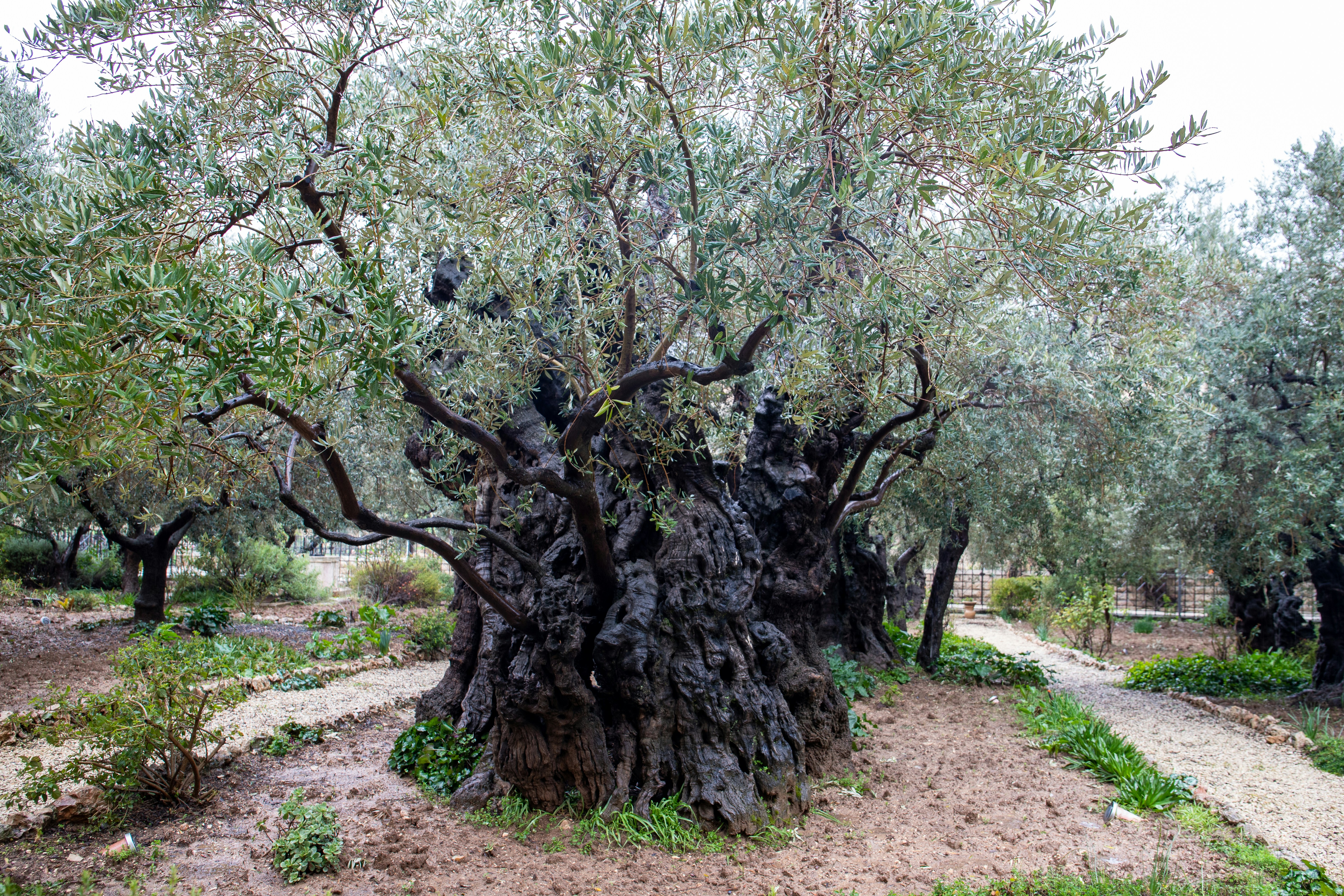 Гефсиманский сад