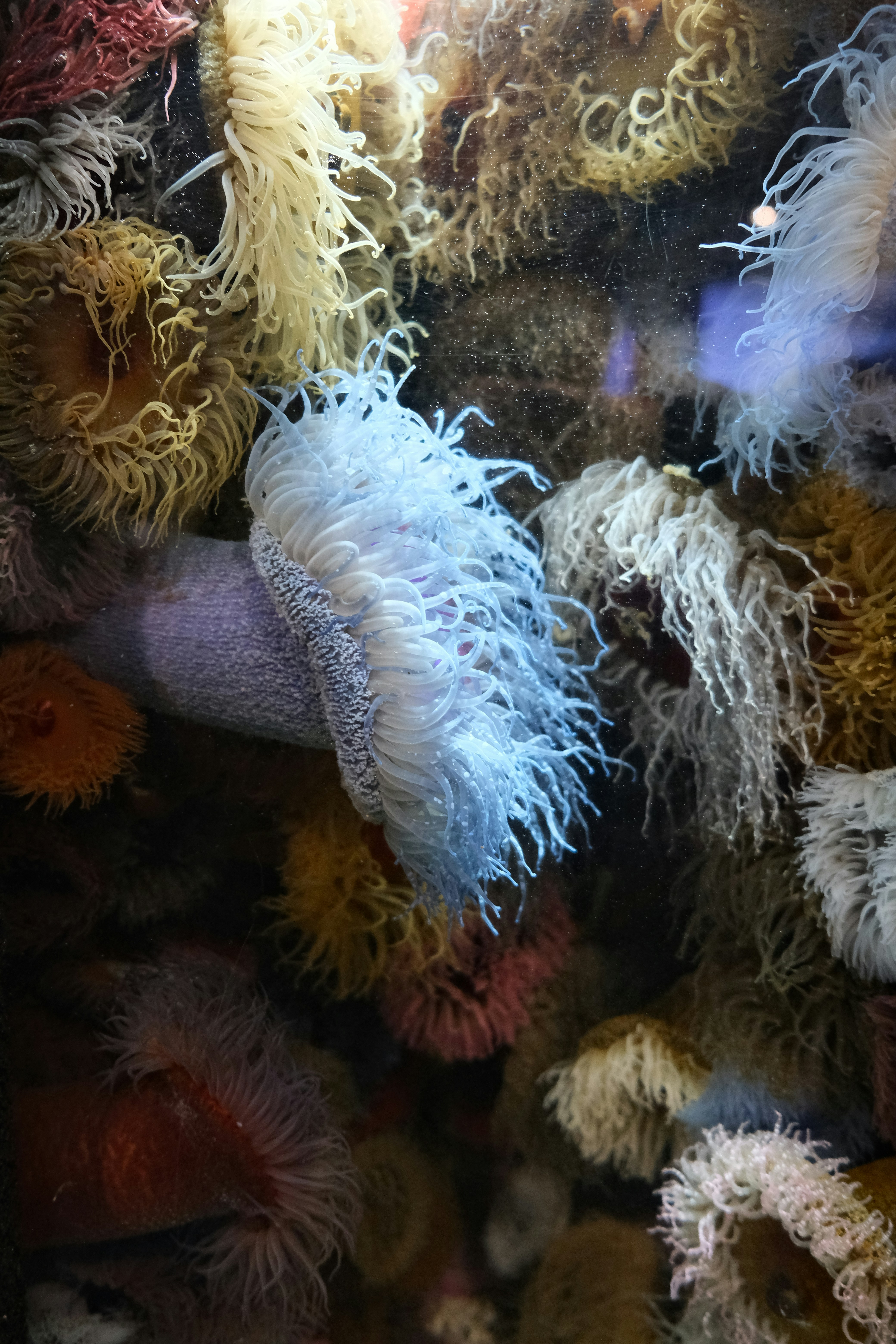 Tide-Woven Fronds: An Underwater Mosaic of Sea Anemones