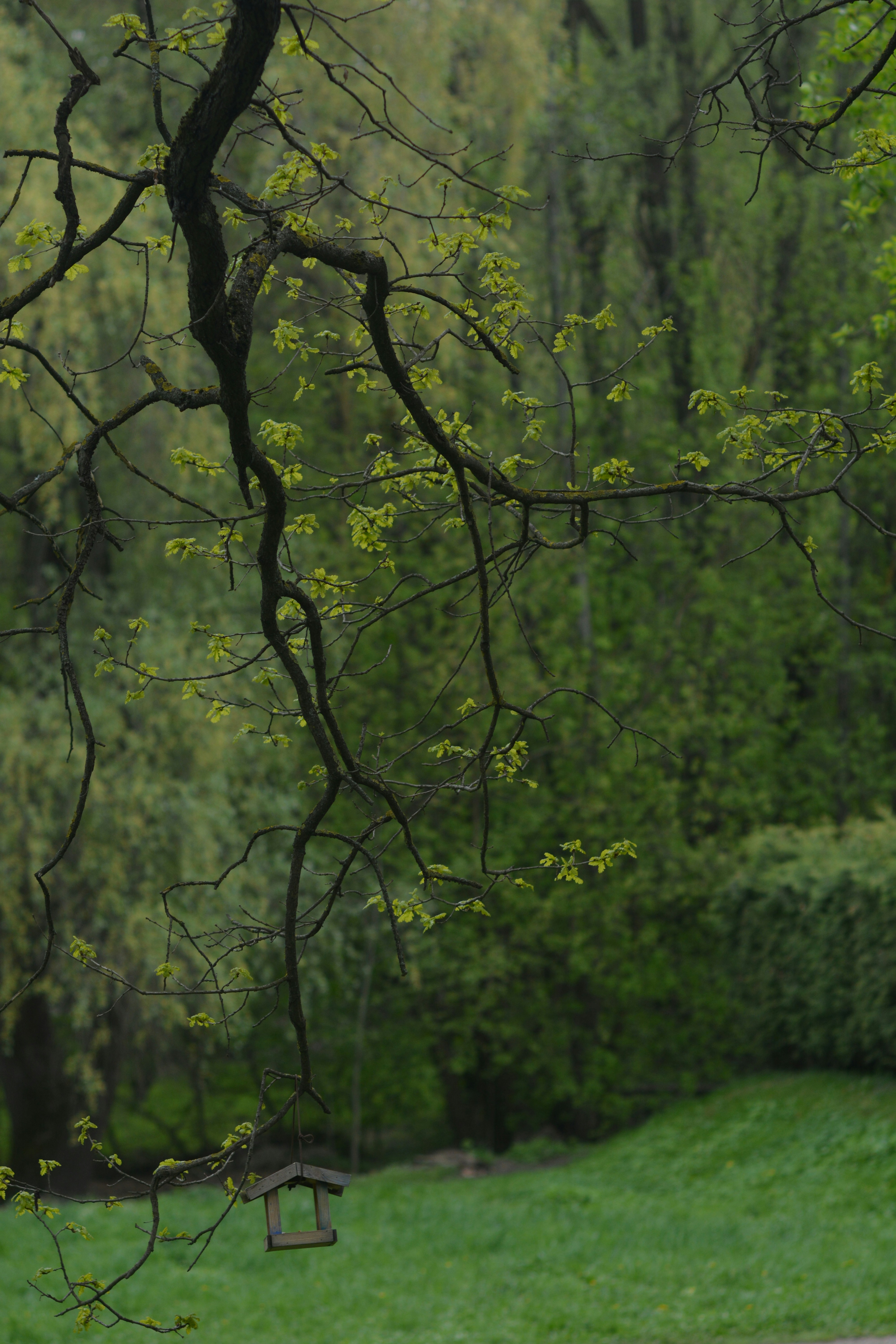 Lantern on a Winding Branch Over a Spring-Green Garden