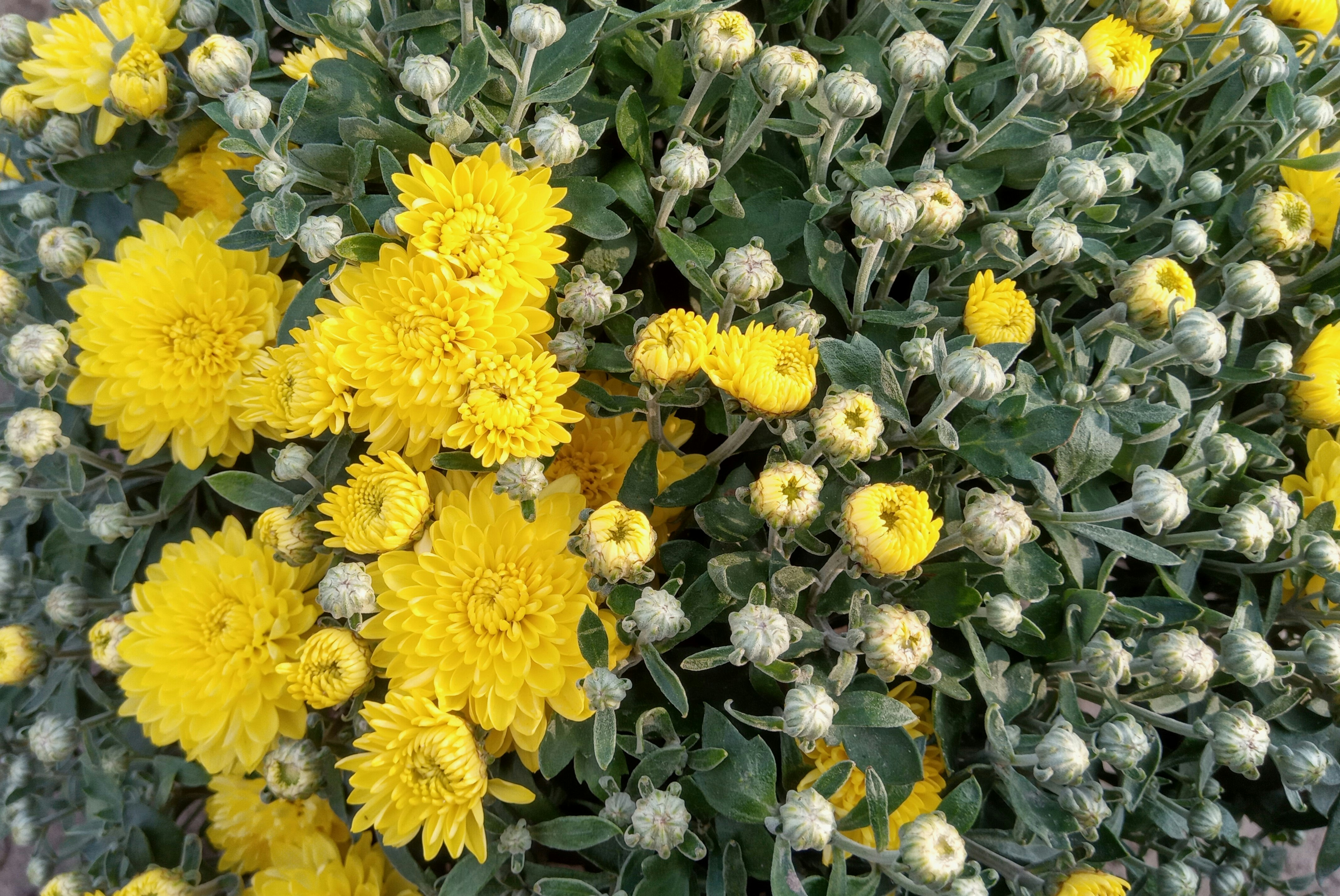 Close-up photograph of a dense bed of yellow chrysanthemums with numerous buds and lush green leaves.