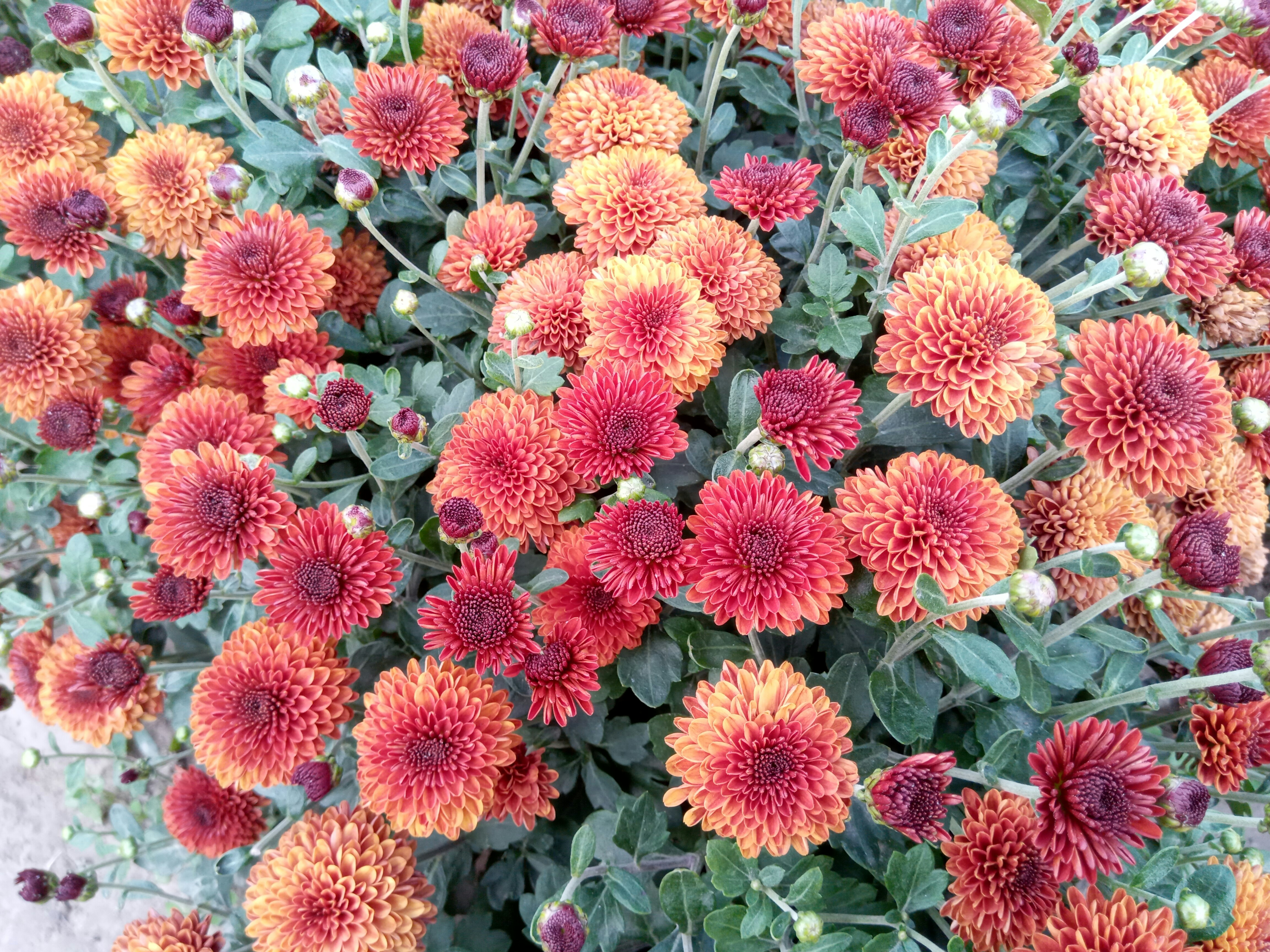 Chrysanthemums. Garden plot "Seasons". Botanical Garden named after Nikolay Grishko, Kyiv. Хризантемы. Участок "Времена года". Ботанический сад имени Николая Гришко, Киев