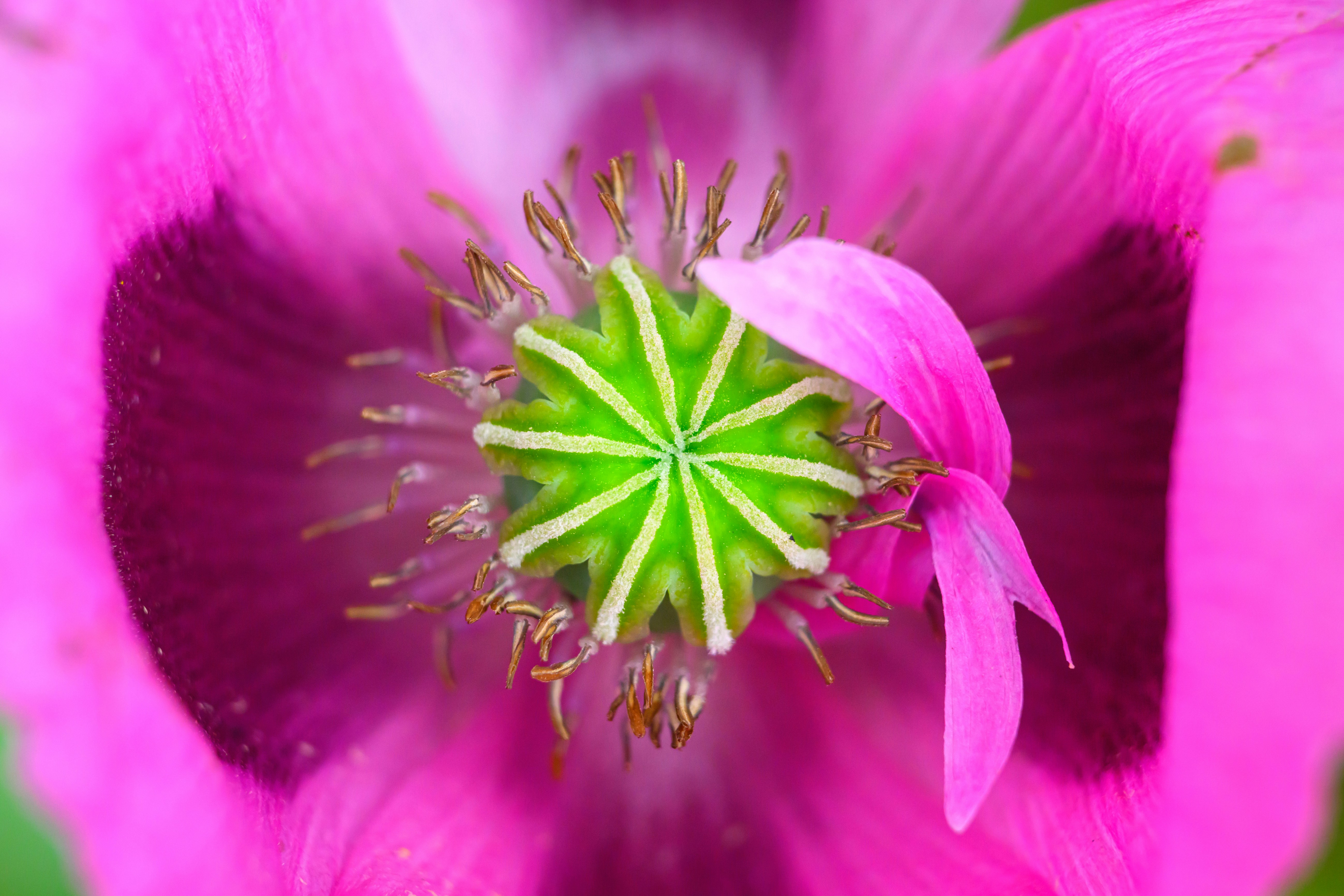 Emerald Starburst at the Heart of a Magenta Poppy