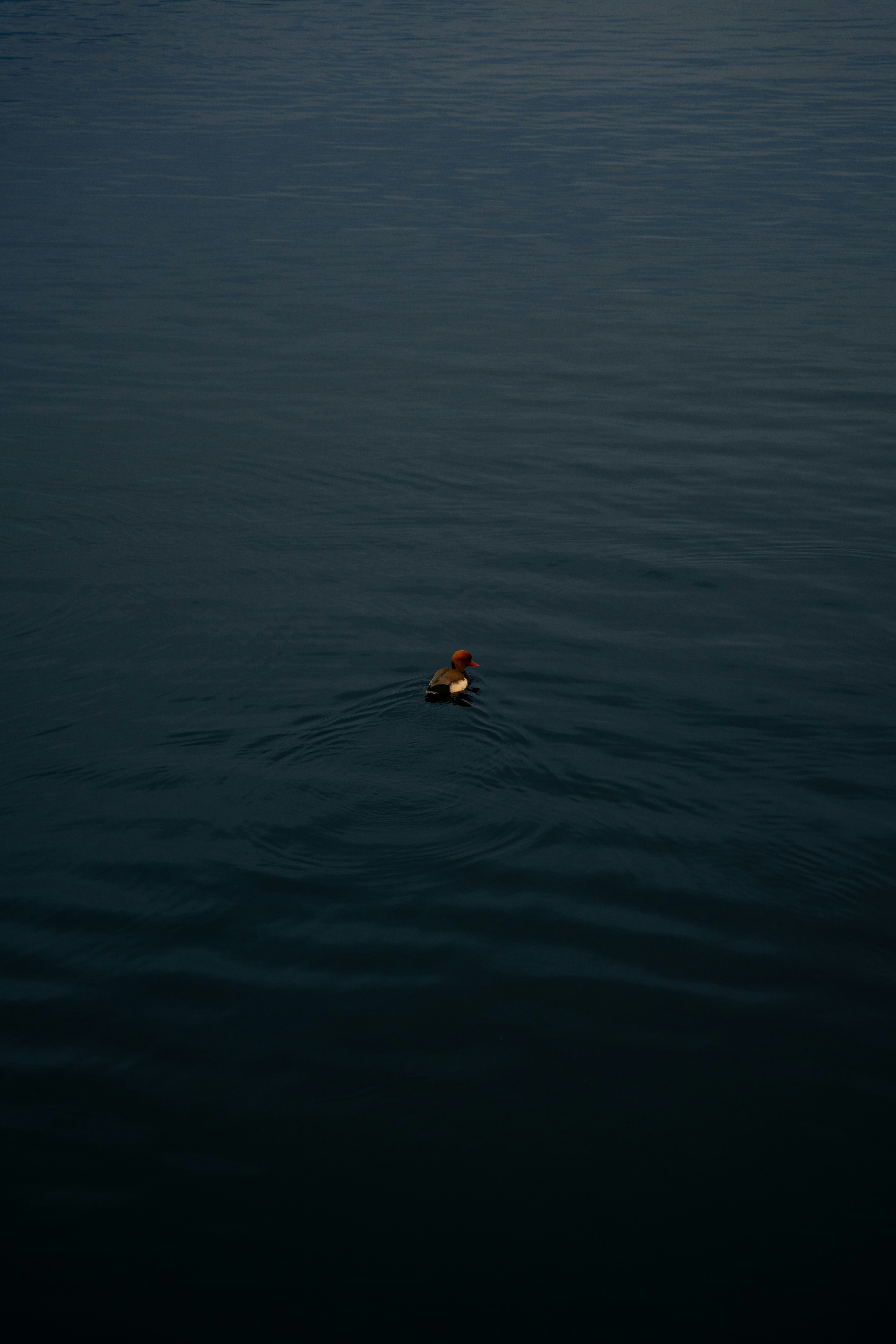 Un canard solitaire flottant au milieu d’un lac photo – Image gratuite ...
