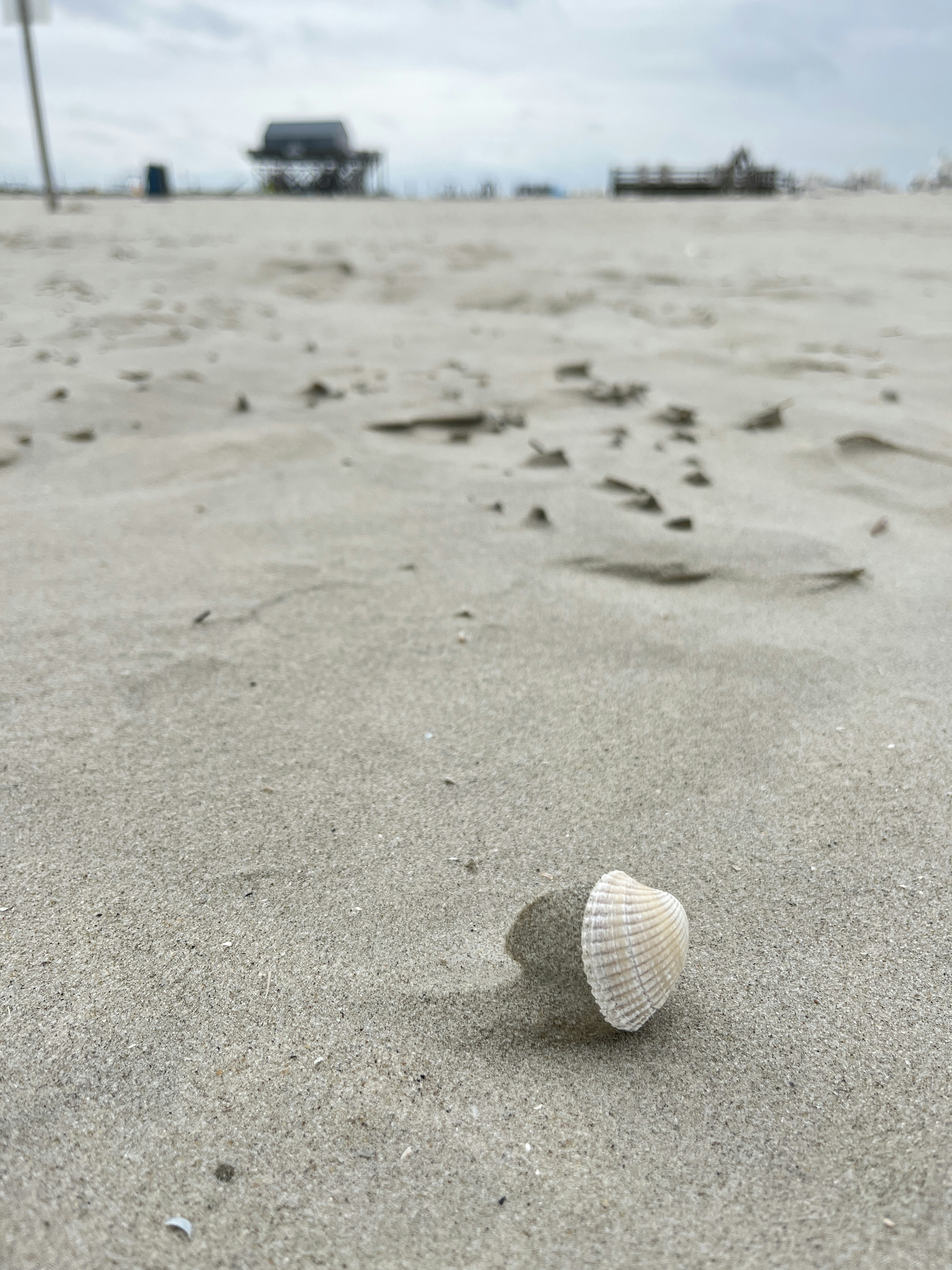 Solitary Seashell on Sunlit Sand: A Quiet Beach in Soft Focus