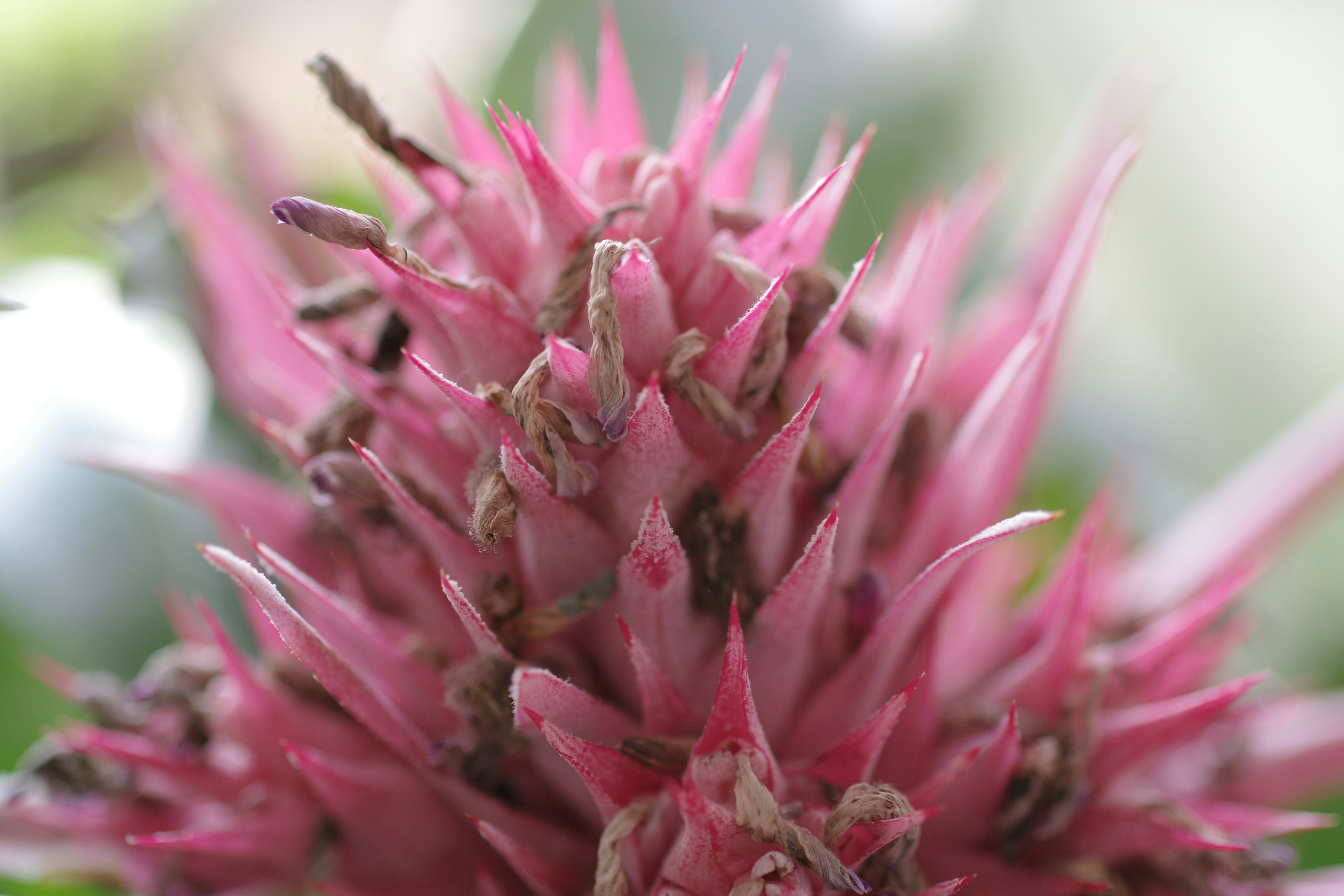 Close-up of a pink bromeliad bloom with soft bokeh