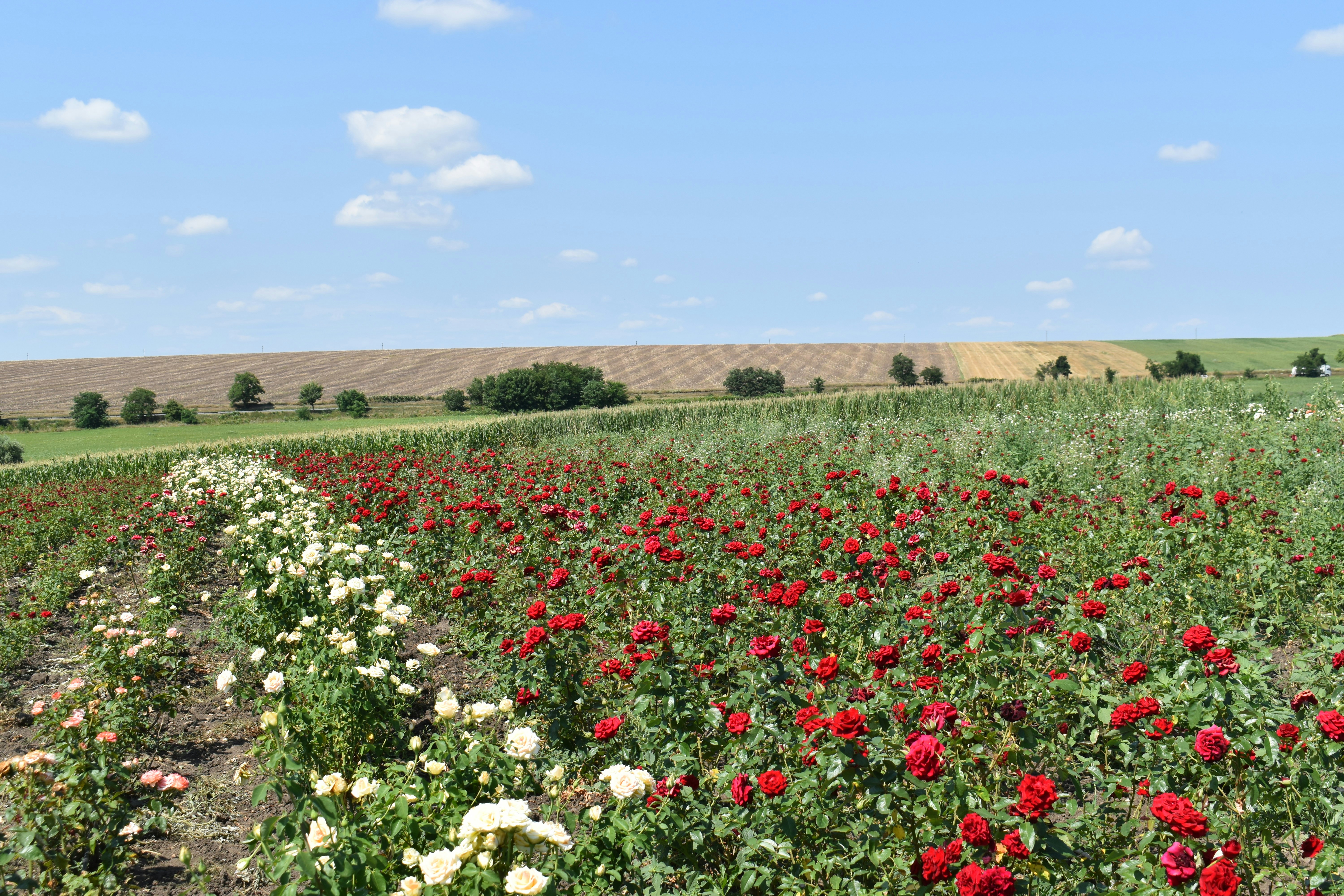 Rose Field Pictures | Download Free Images on Unsplash