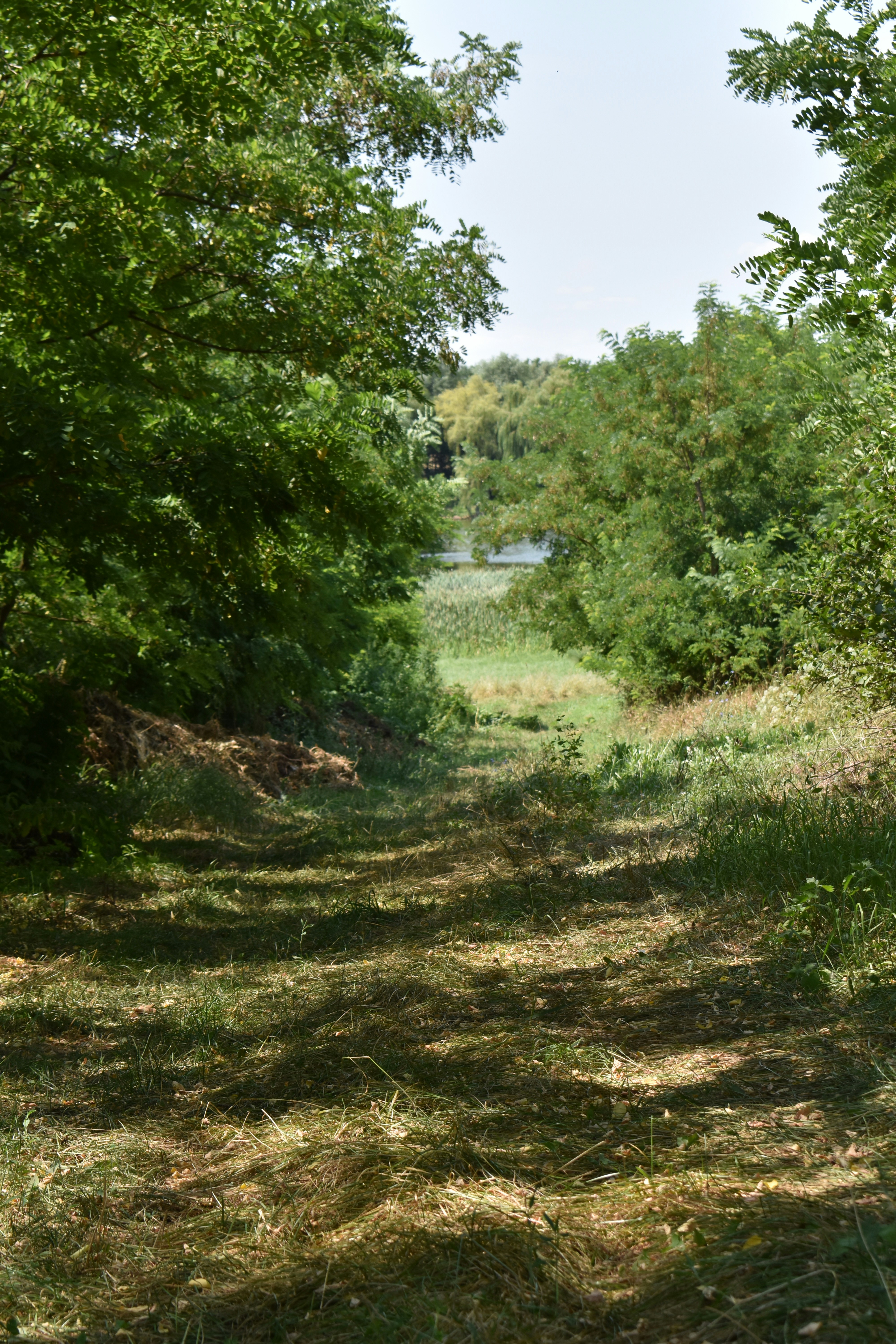 Trail to the Waterline: Sunlit Gap Through a Green Corridor