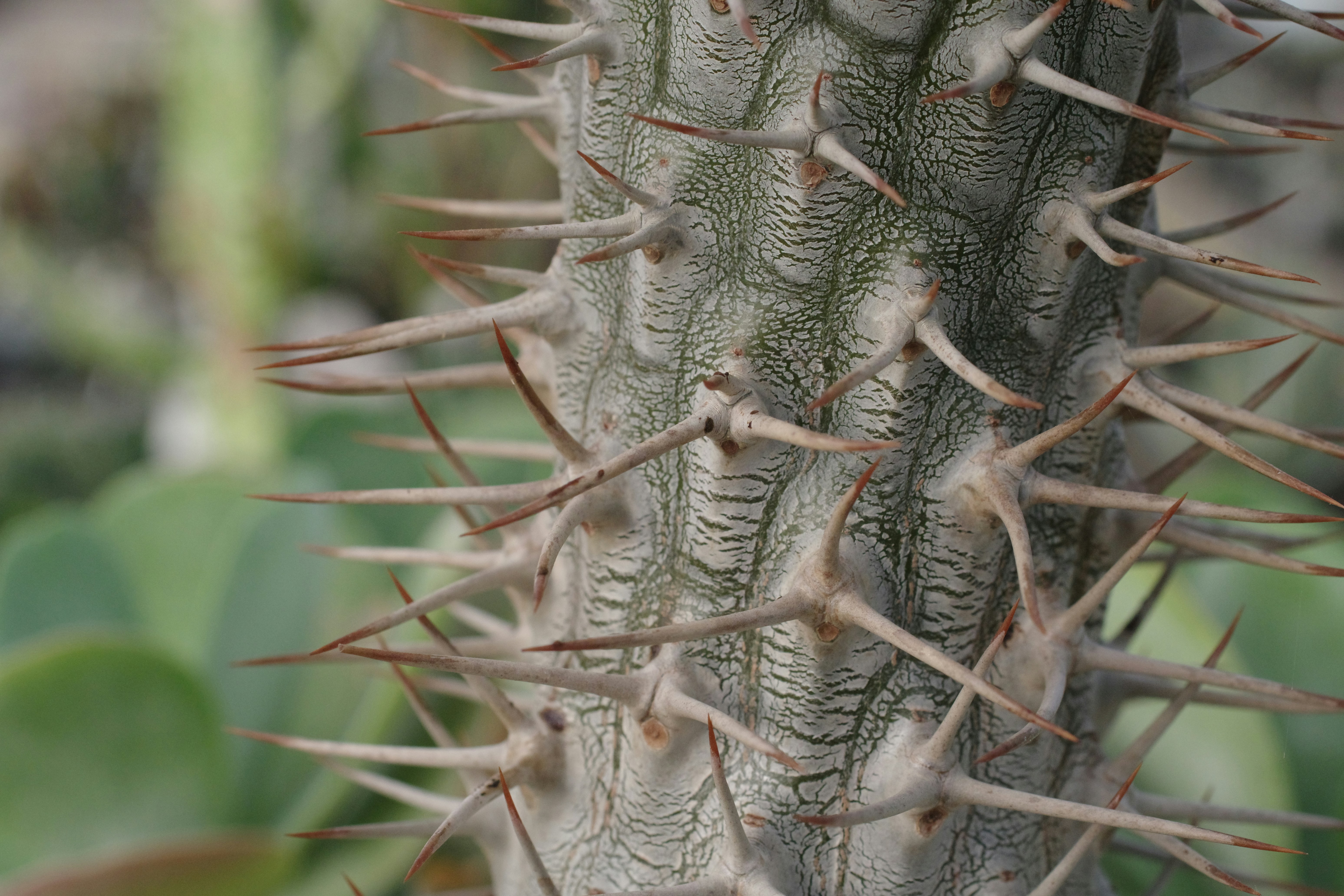 Texture Portrait of a Thorn-Studded Cactus Trunk