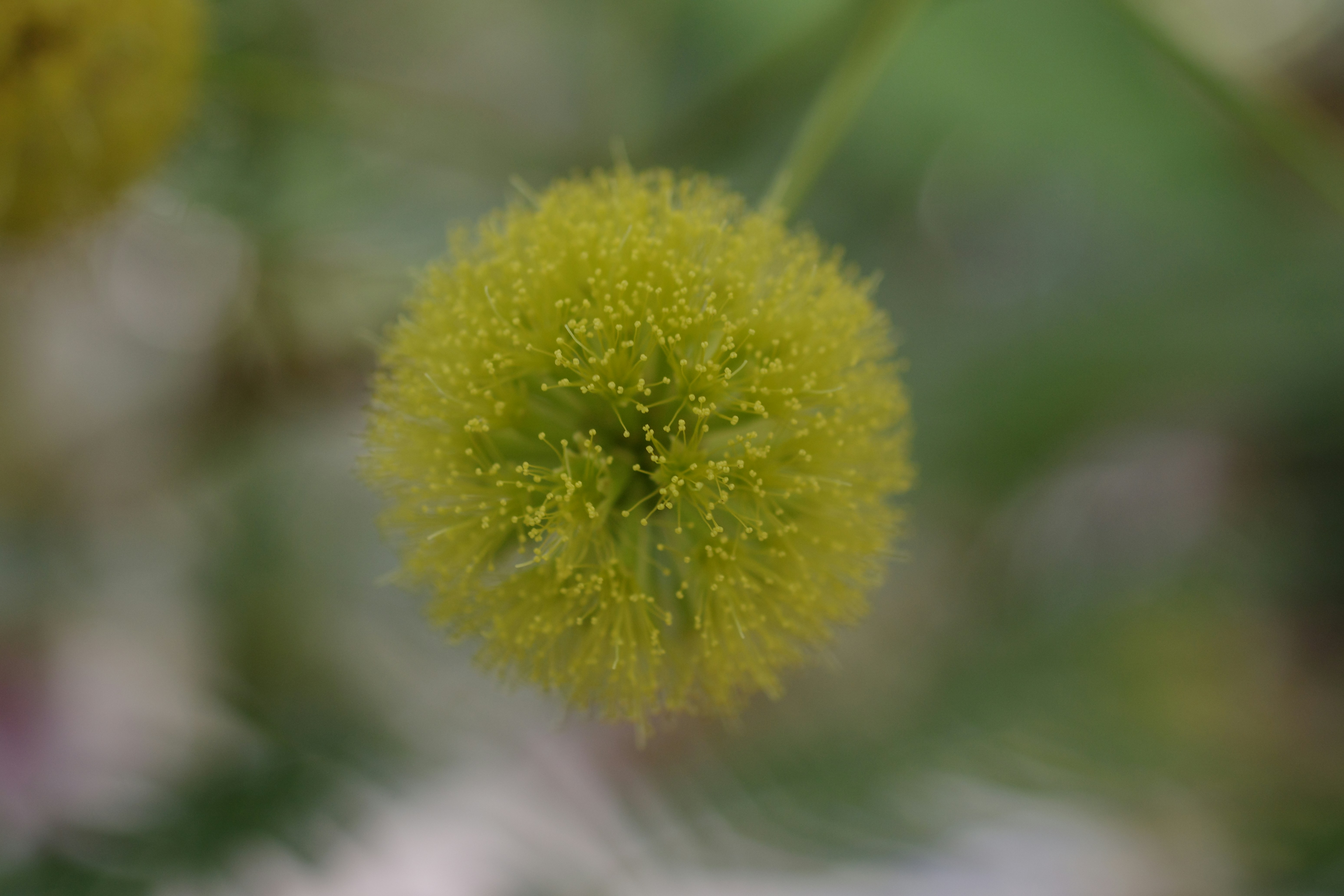 Verdant Globe: Close-Up of a Green Puffball Bloom