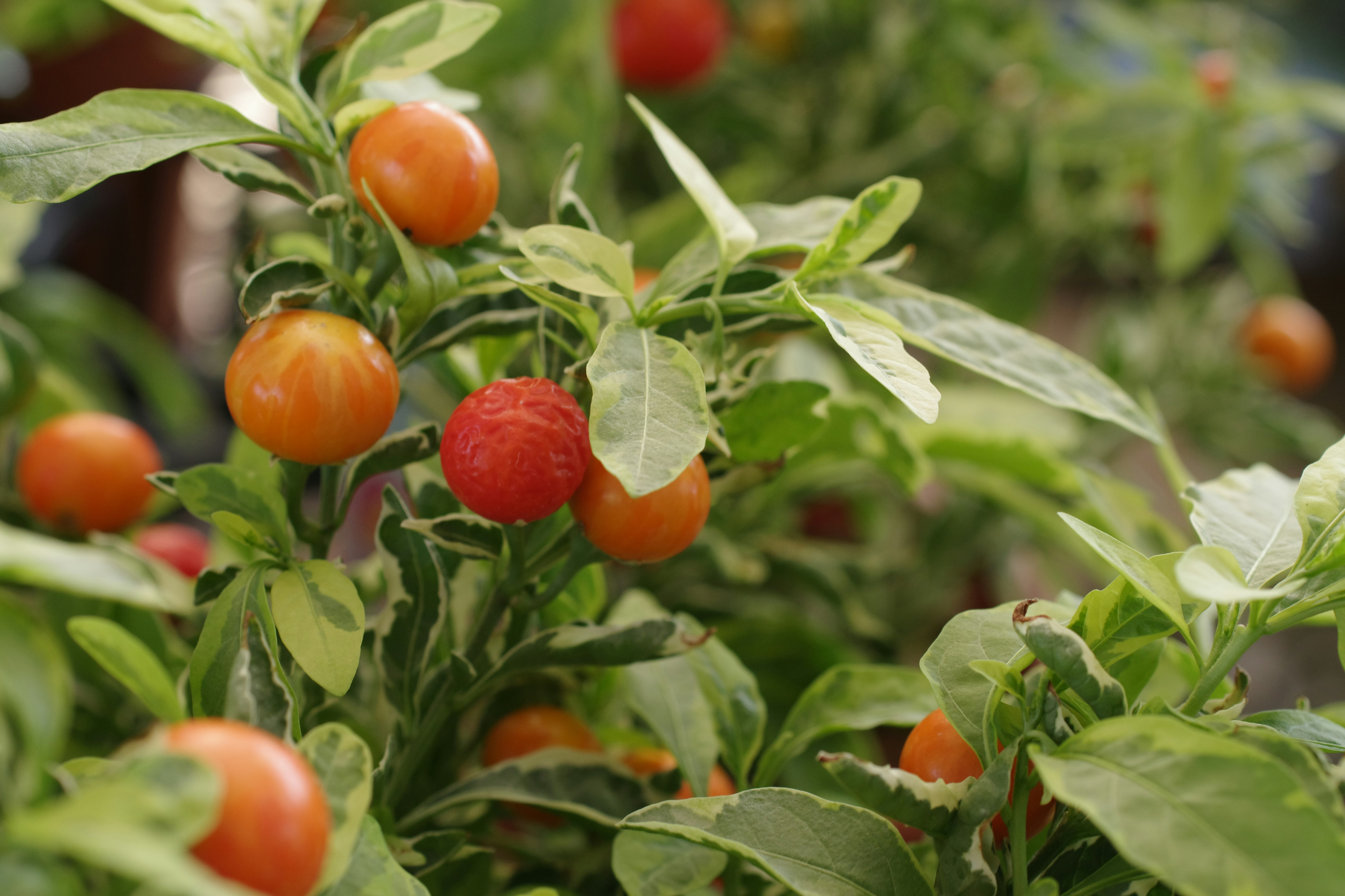A close up of a bush with small oranges growing on it photo – Free Food ...