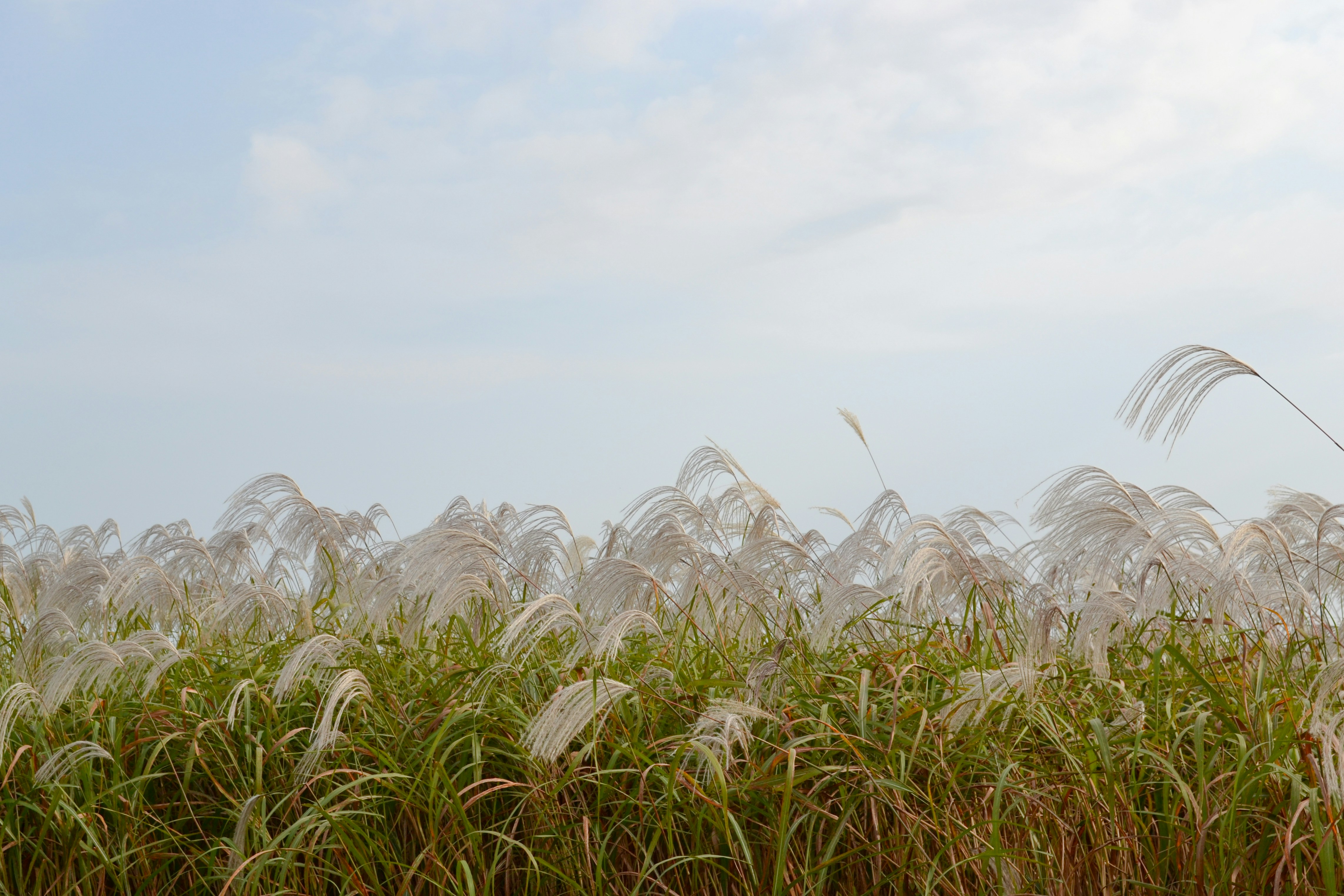 Photo by Lia Choi with Nikon D3100