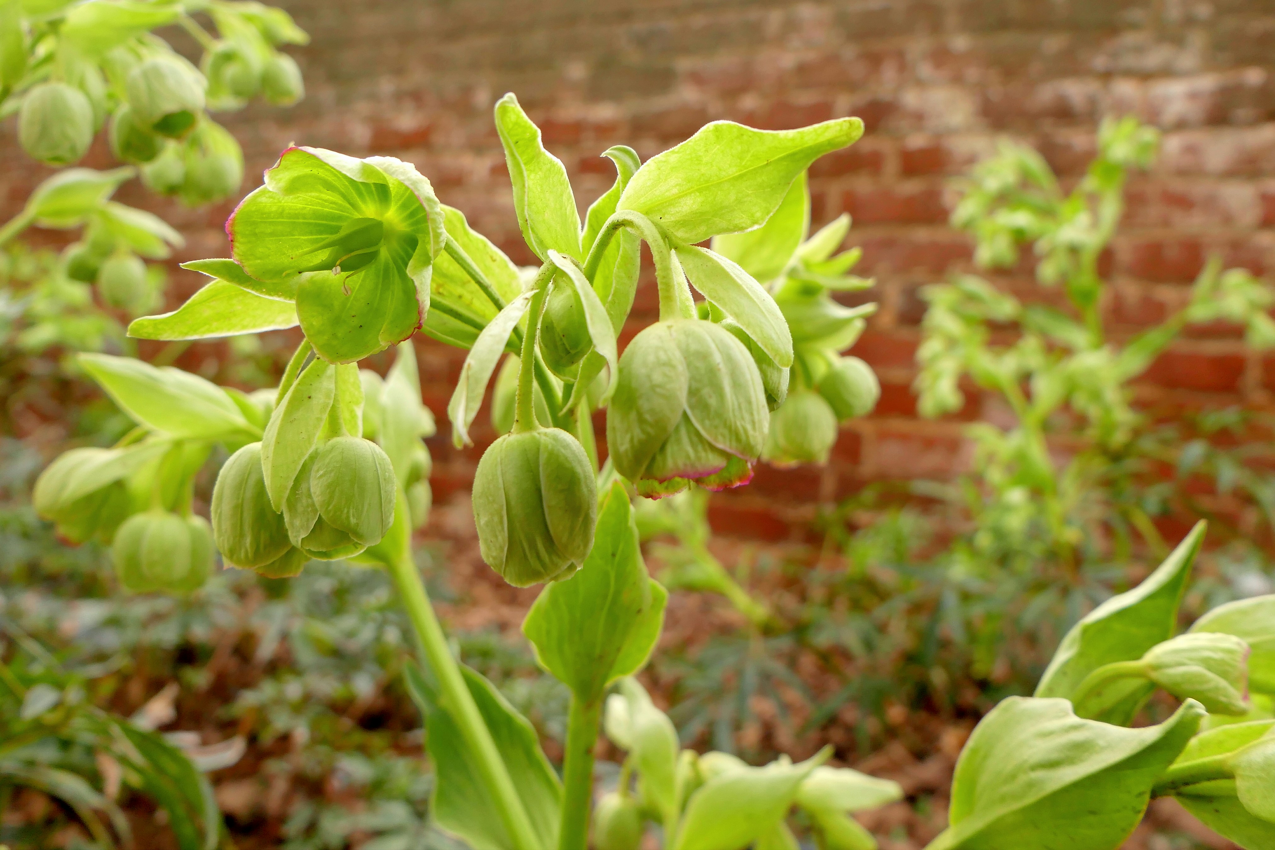 Emerald Buds Framing a Brick-Walled Garden