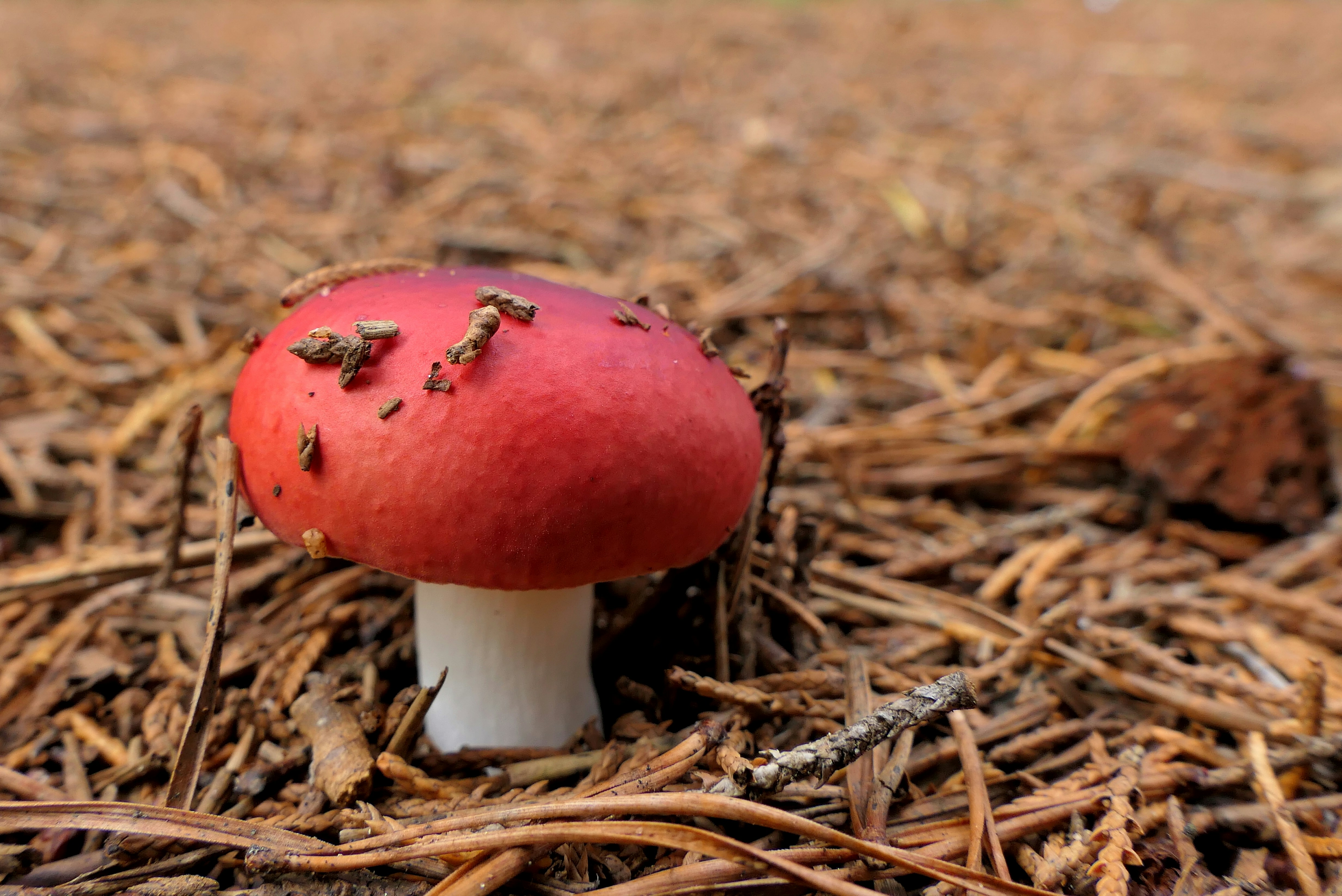 Crimson Cap on a Pine Needle Carpet