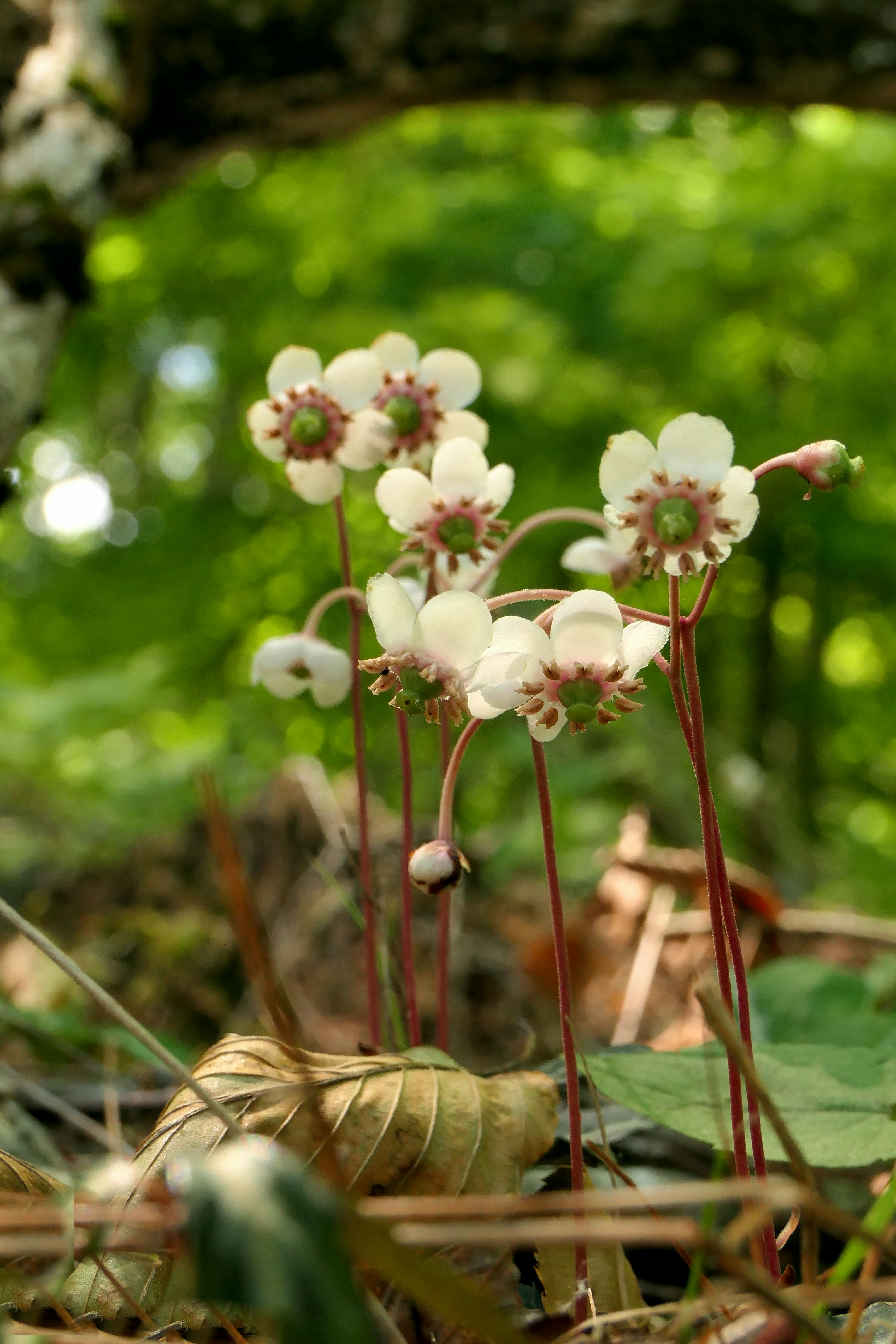 Whispering White Blooms on Crimson Stems in a Green Canopy Glow