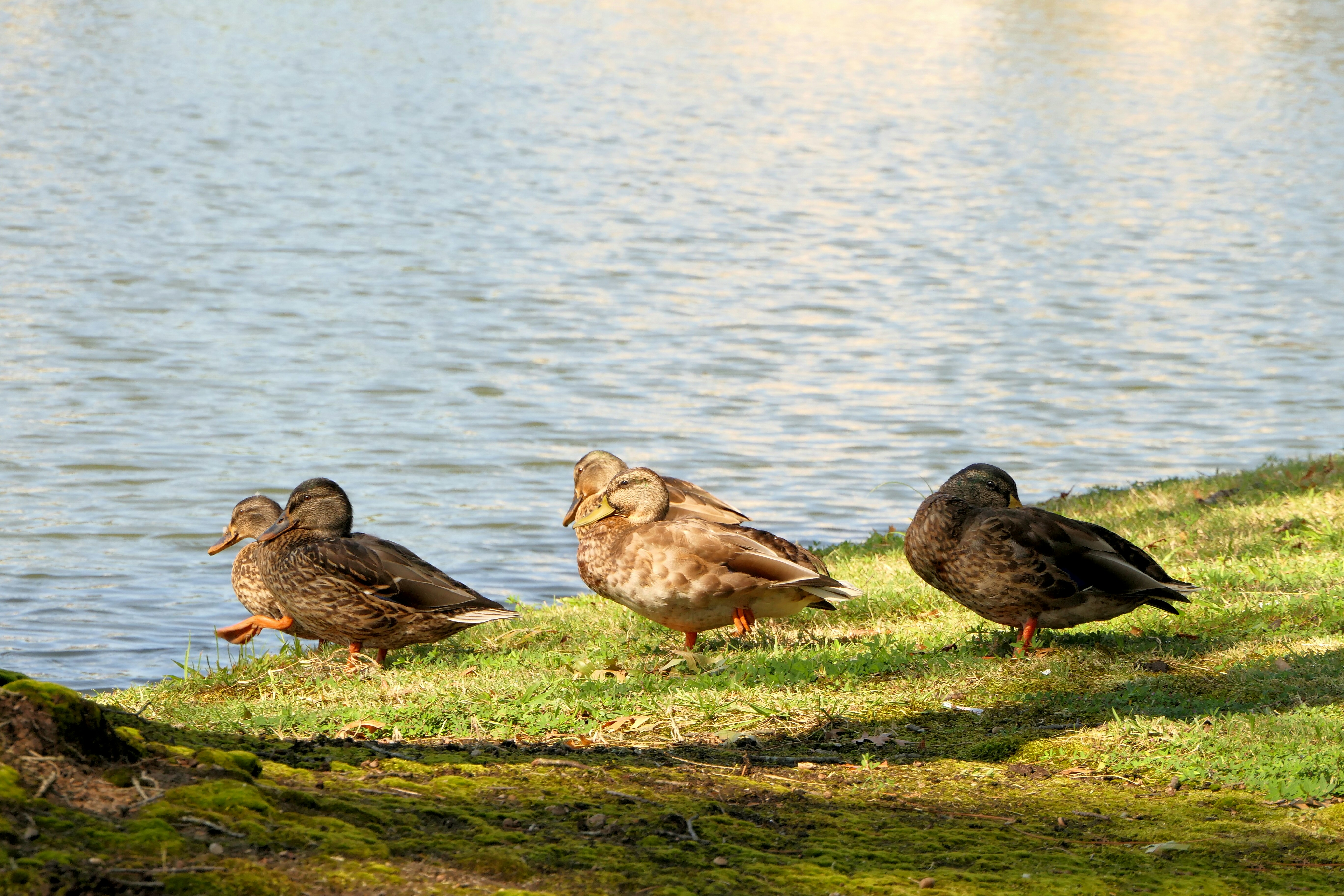 Trio of Mallards on a Sunlit Riverside Verge