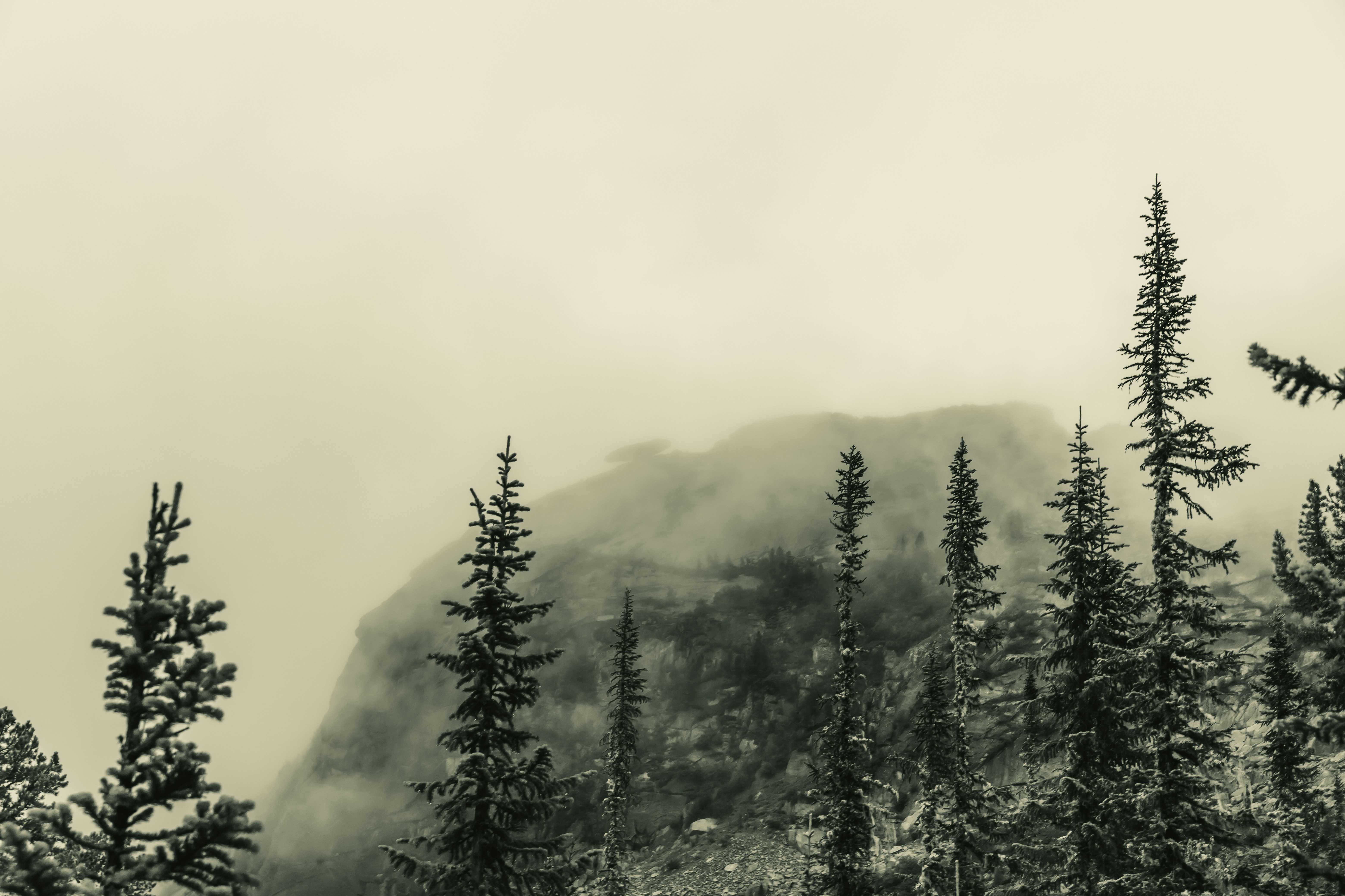 Fog envelops a forested mountain peak, with tall evergreens in the foreground.