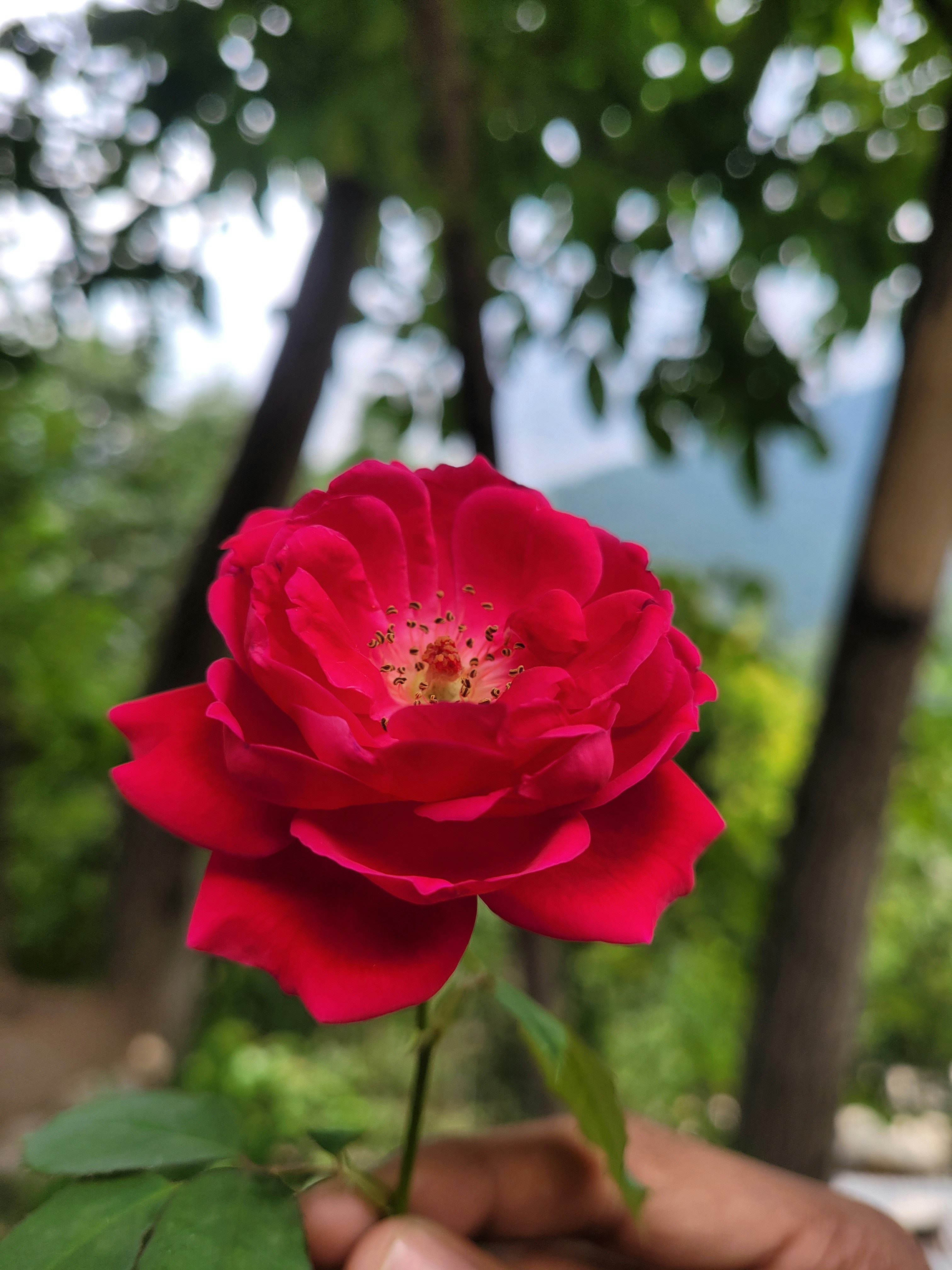 Crimson Velvet: A Close-Up Rose Framed by a Quiet Garden Backdrop