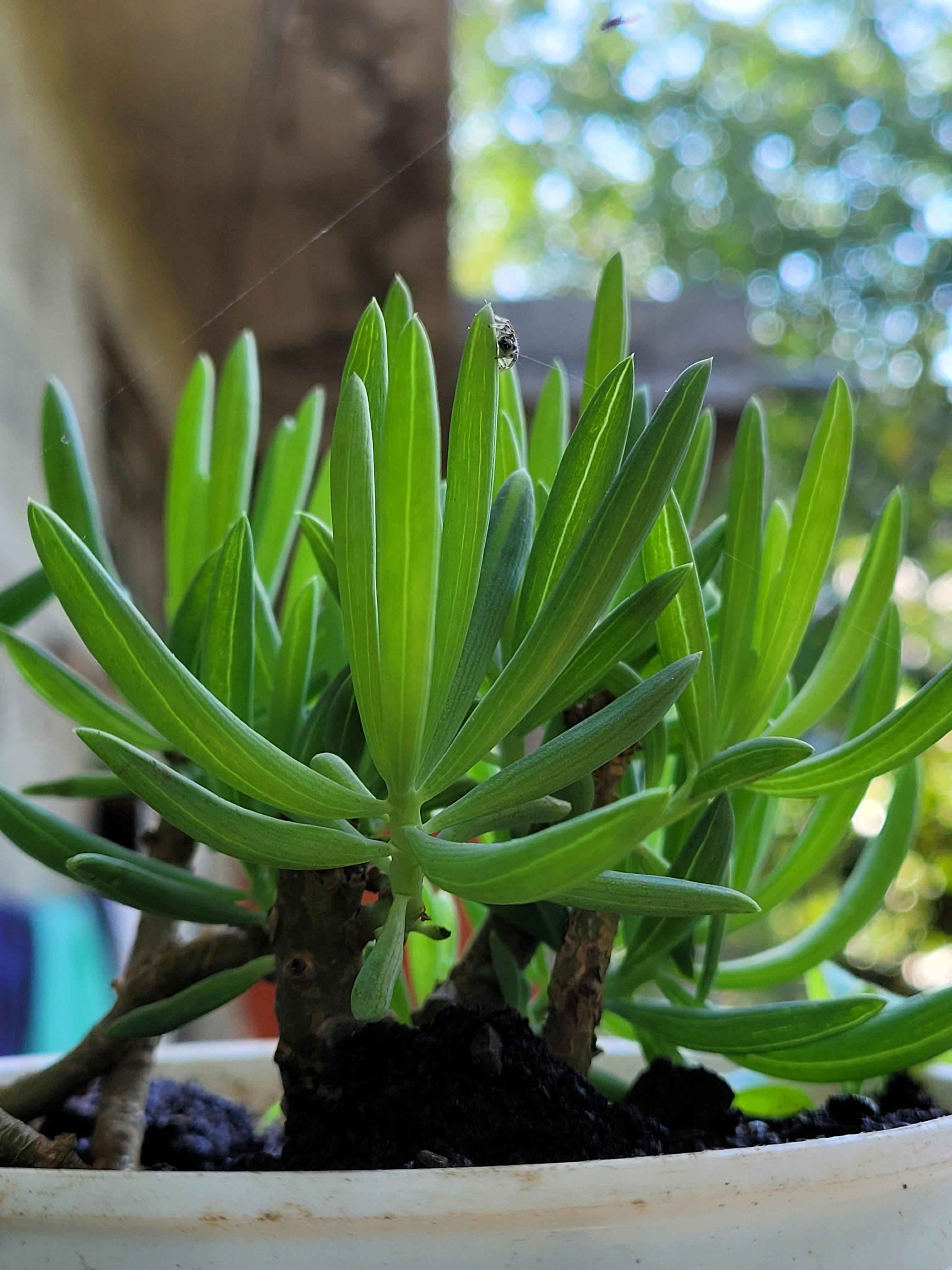 Emerald Spiral: a macro portrait of a succulent's slender leaves in a sunlit pot
