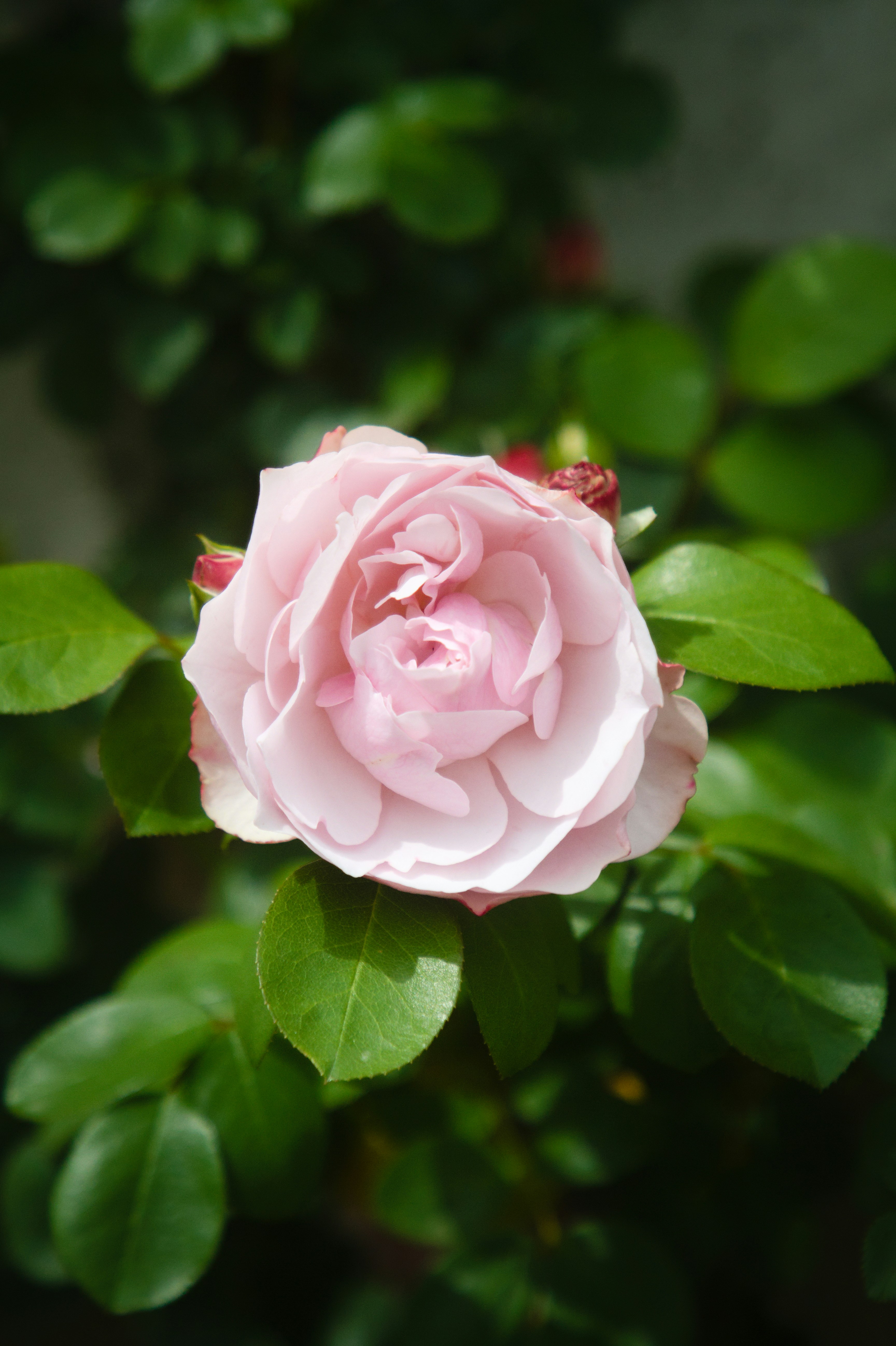 Photo by Gaku Suyama with Canon EOS 7D