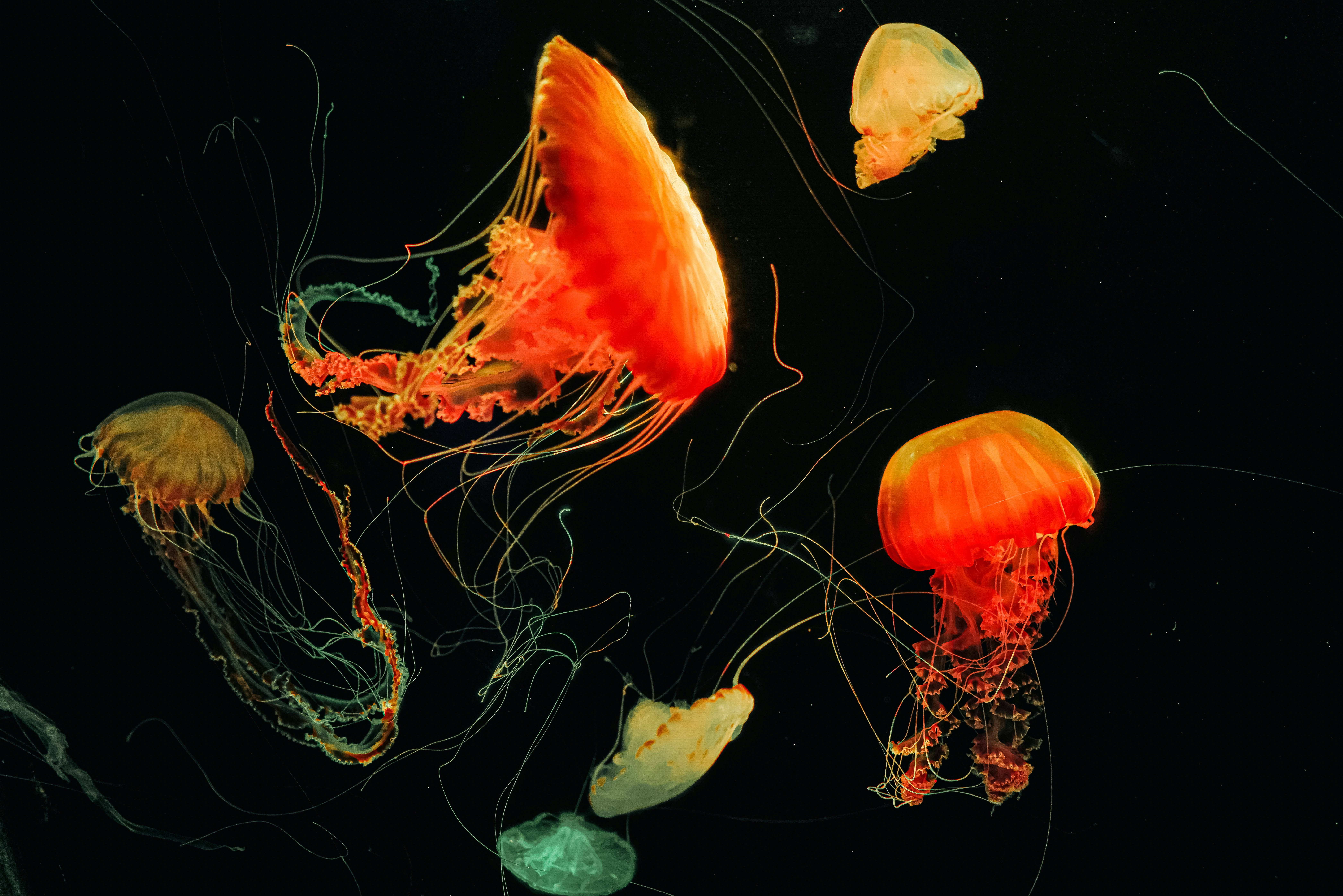The jellyfish float like ribbons in the deep sea. Their graceful movements intertwine in a delicate dance, like a beautiful community, glowing softly in the dark waters, whispering the tales of mystery.