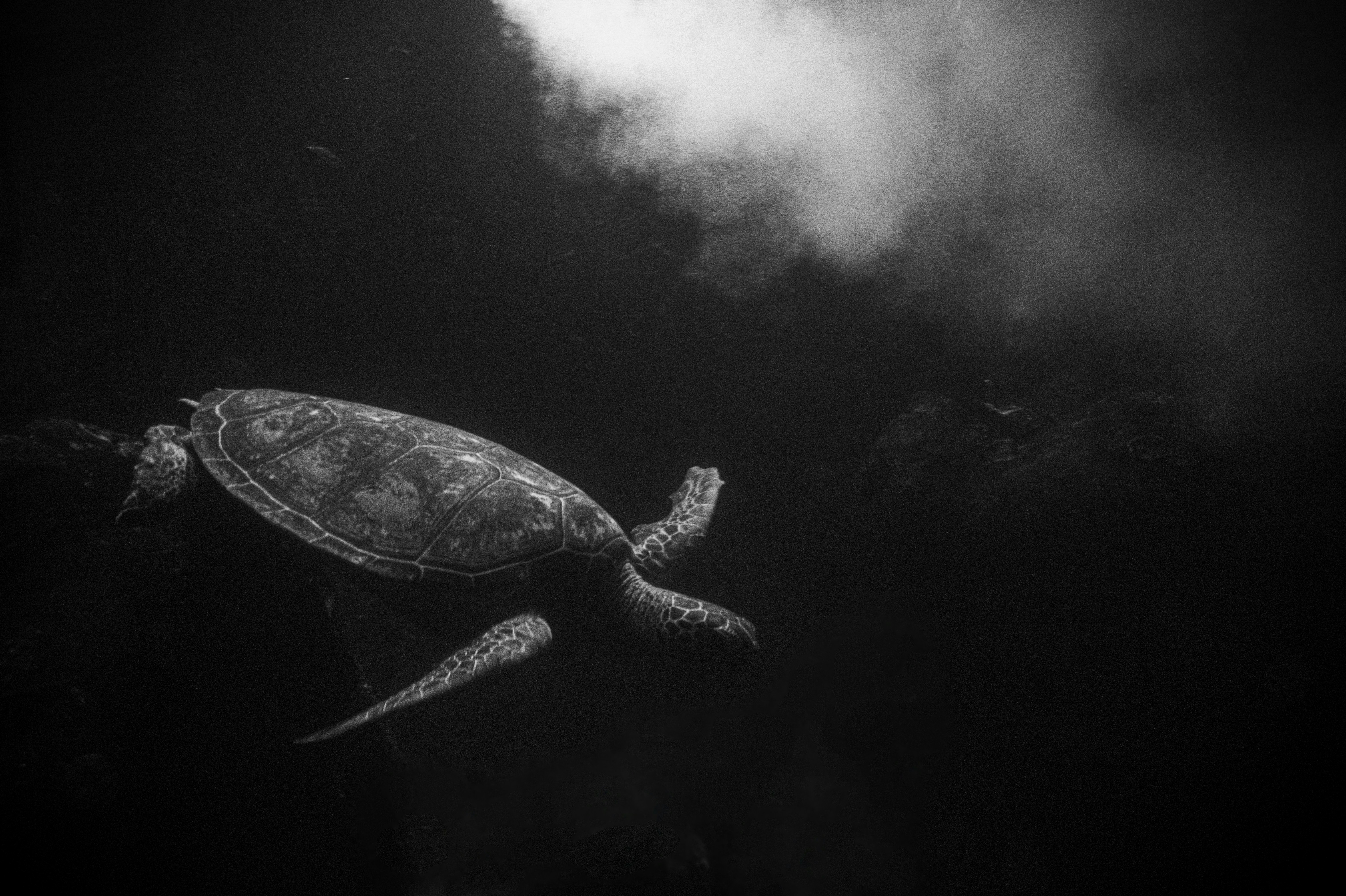 Moonlit Glide: Sea Turtle Drifts Through a Dark Marine Sunlight Veil