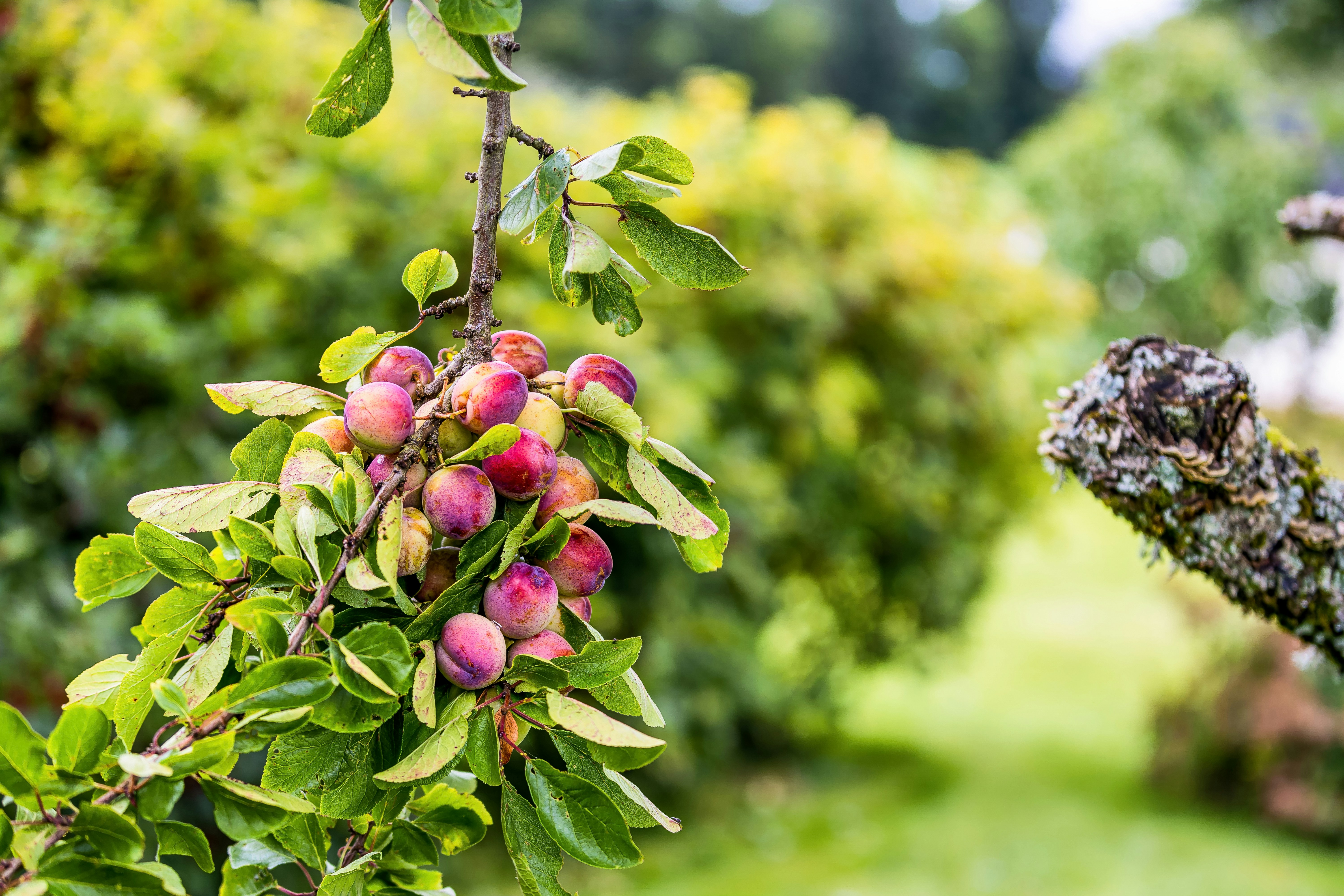 A bunch of fruit hanging from a tree photo – Free Food Image on Unsplash