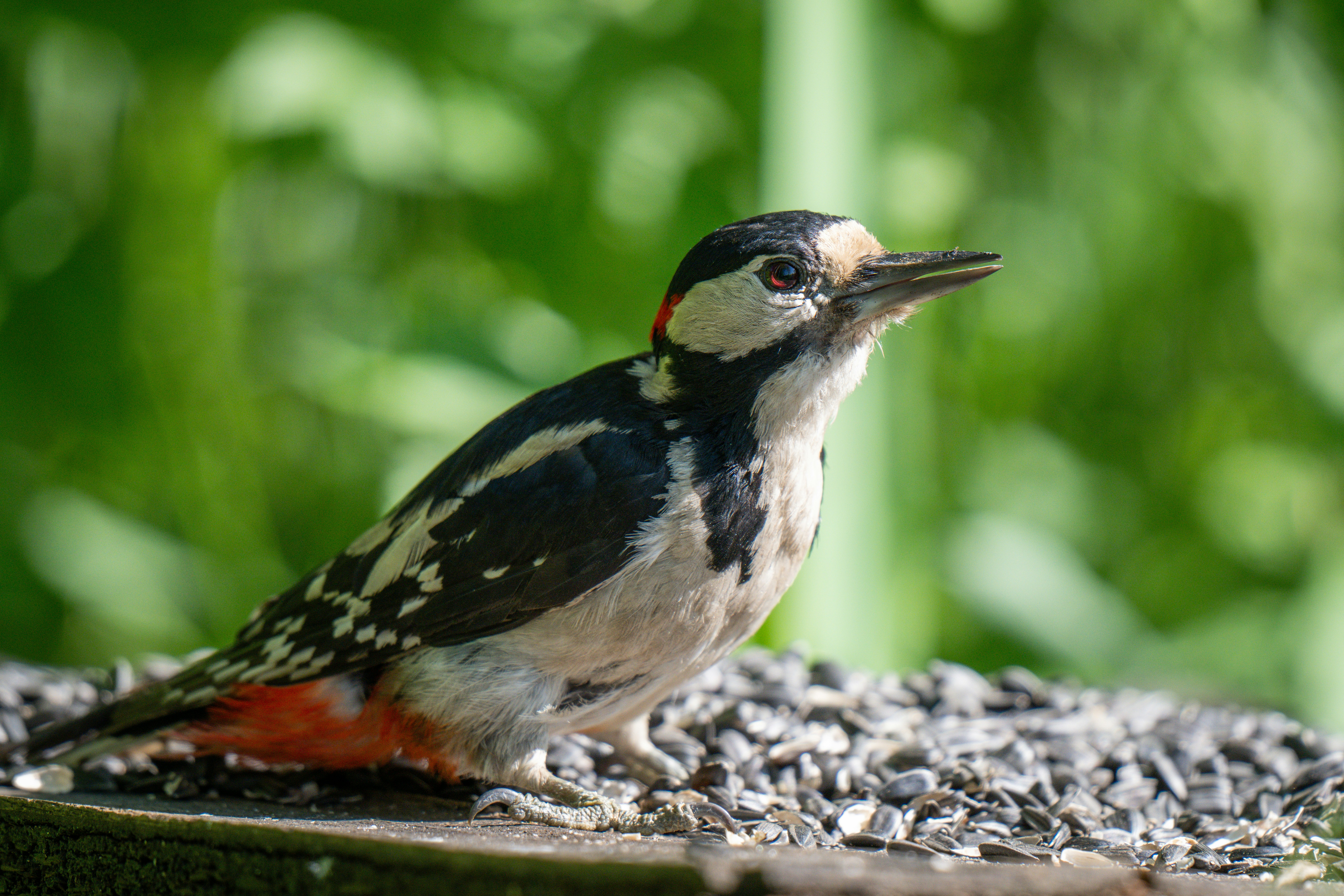 Sunflower Banquet: Great Spotted Woodpecker at a Seed Platform