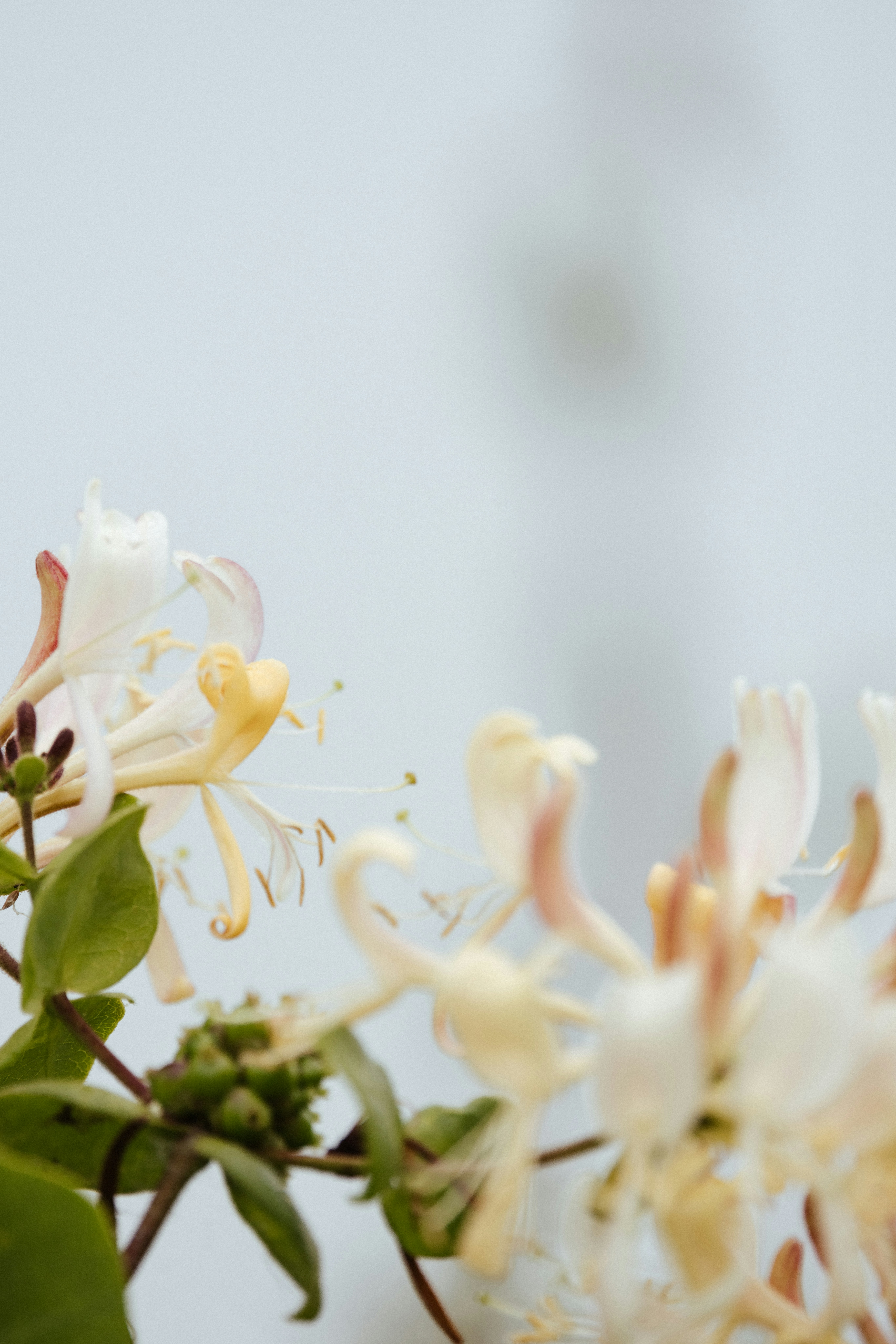 A close up of a flower with a blurry background photo – Free Nature ...