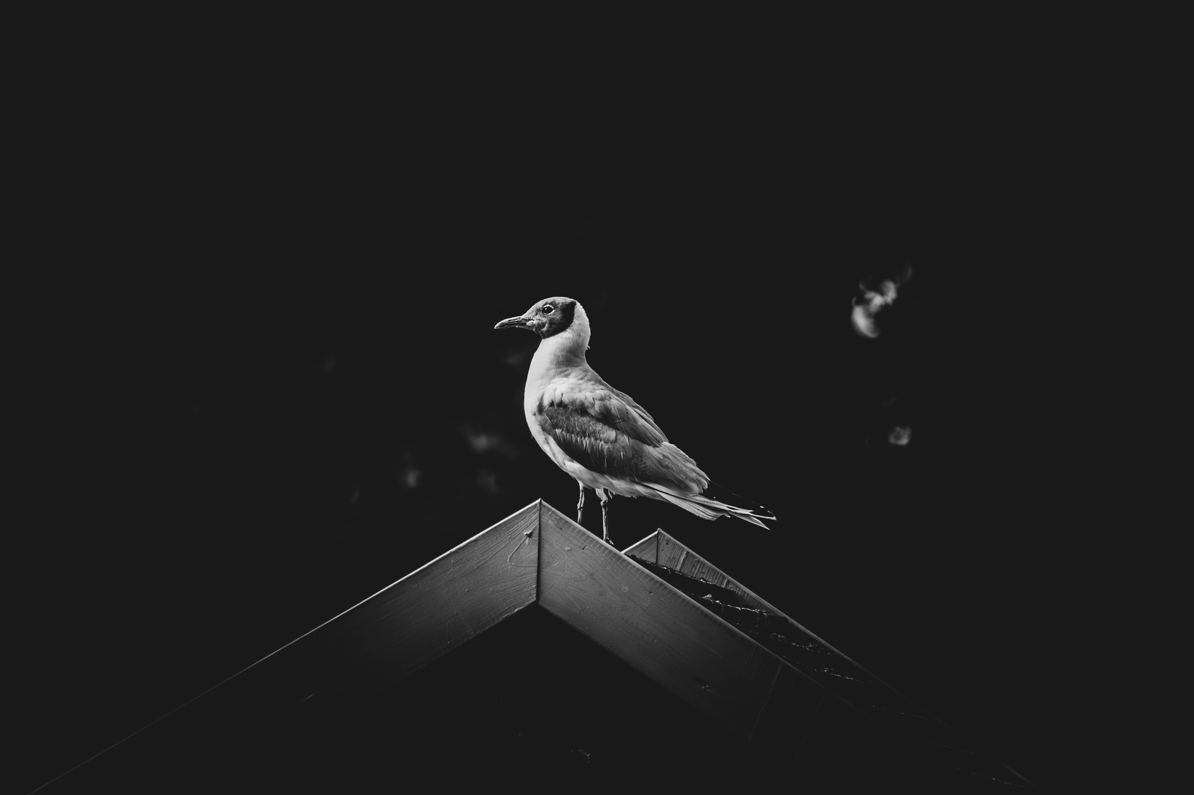 Lone Seagull Perched at the Rooftop Crown