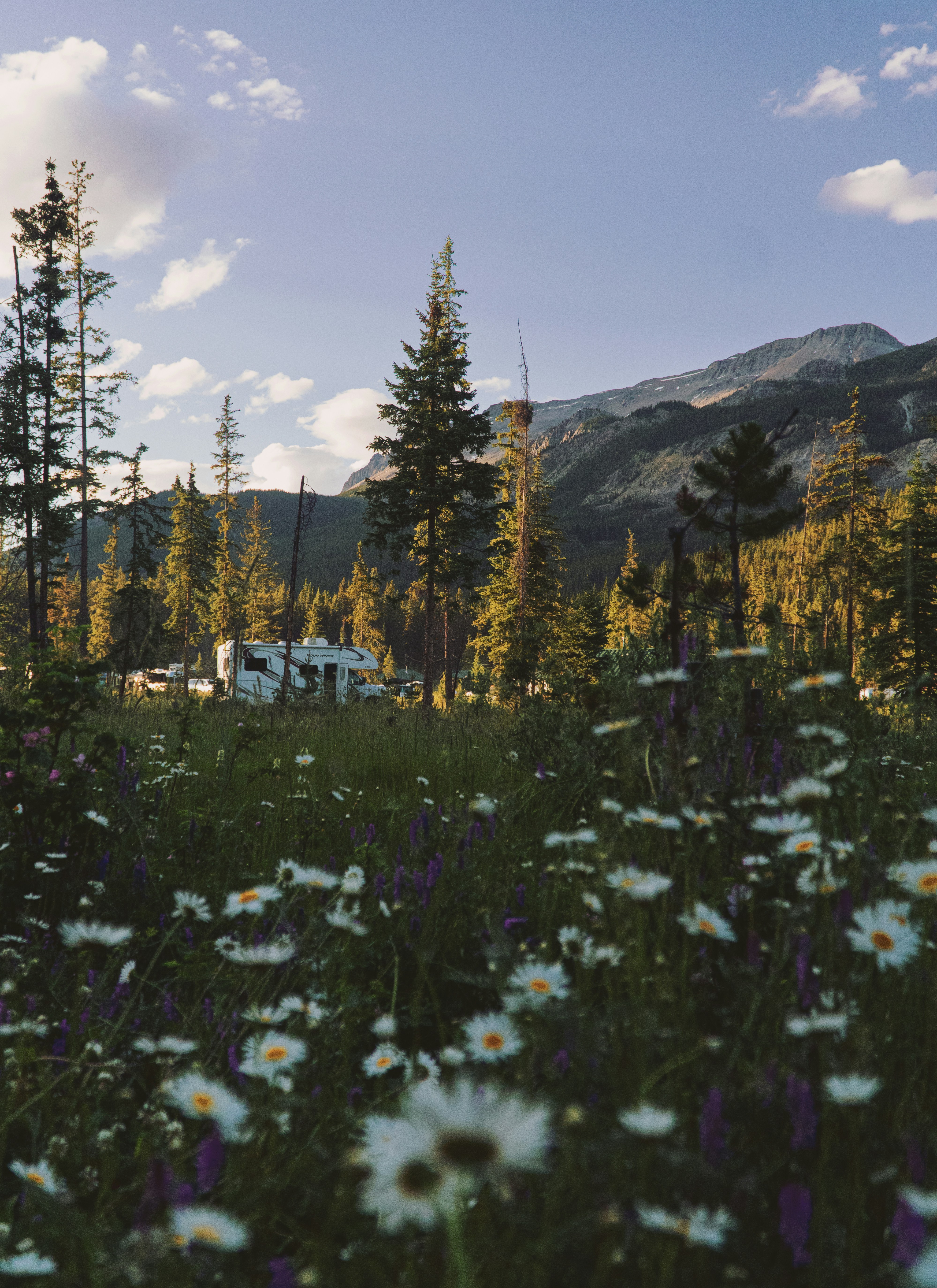 Daisy-Field at the Foot of Alpine Pines and Distant Peaks