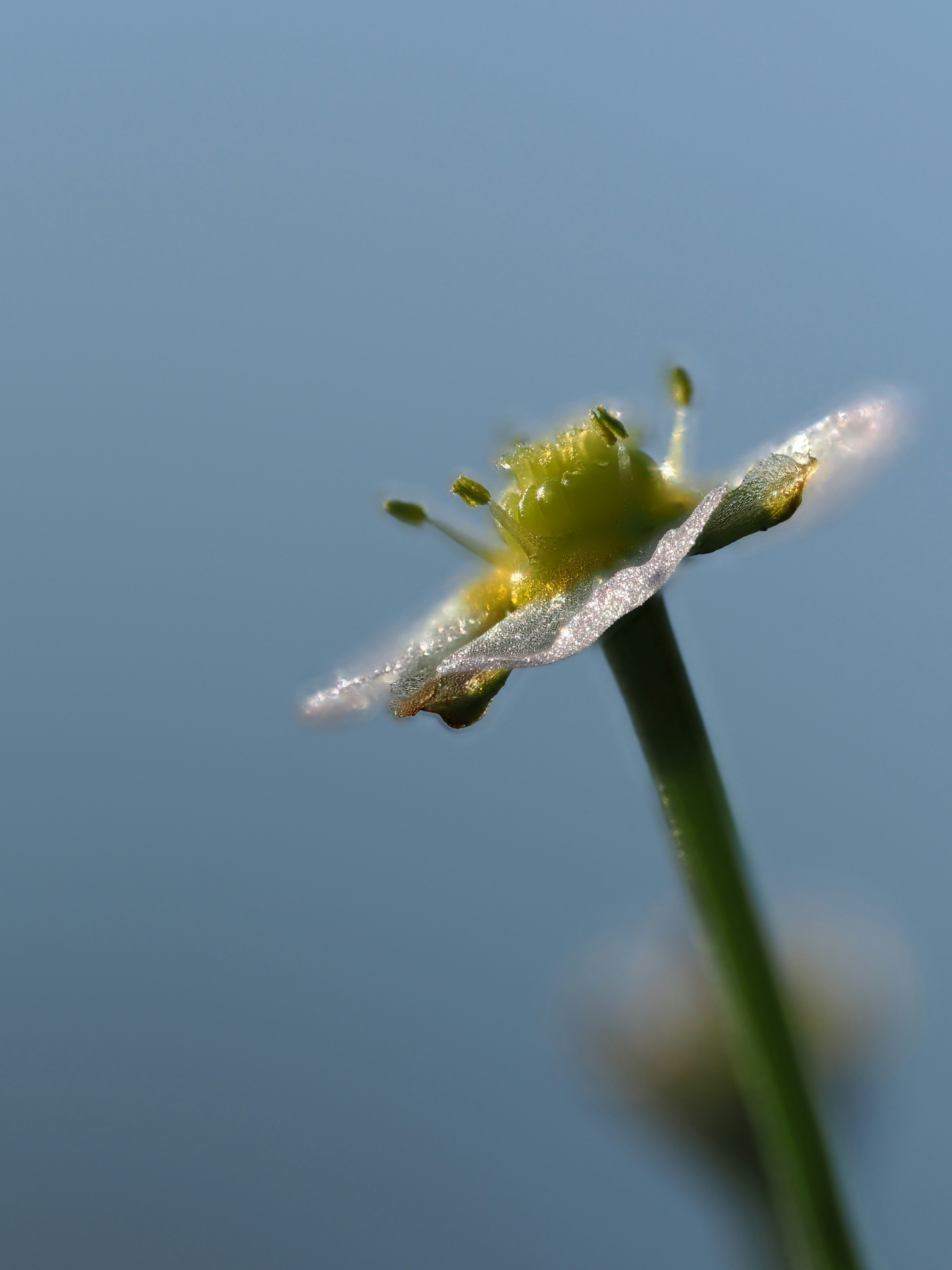 Edge-lit Macro: Frost-kissed Blossom Against a Cerulean Backdrop