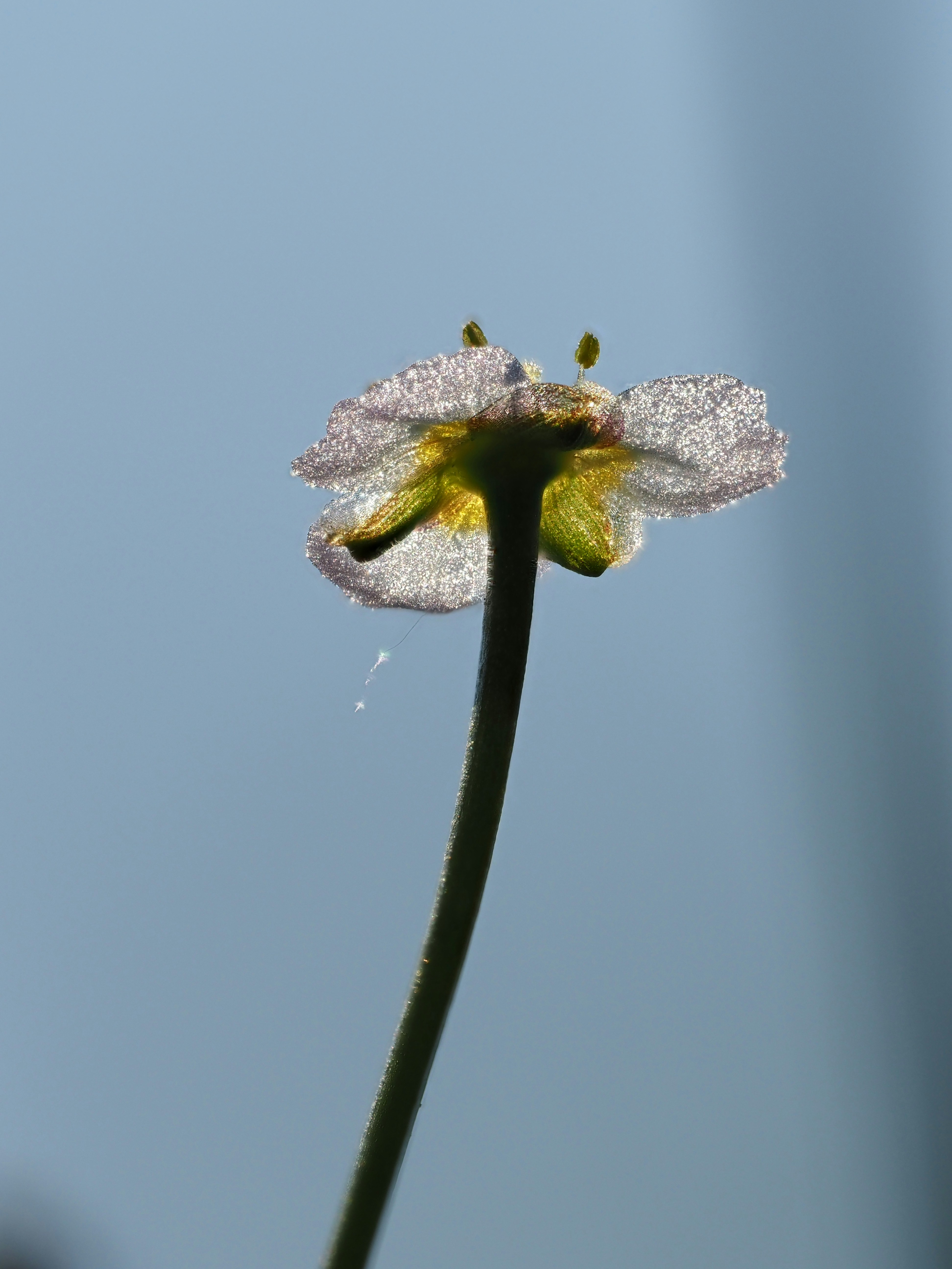 Backlit Dew: a delicate bloom against a pale blue backdrop