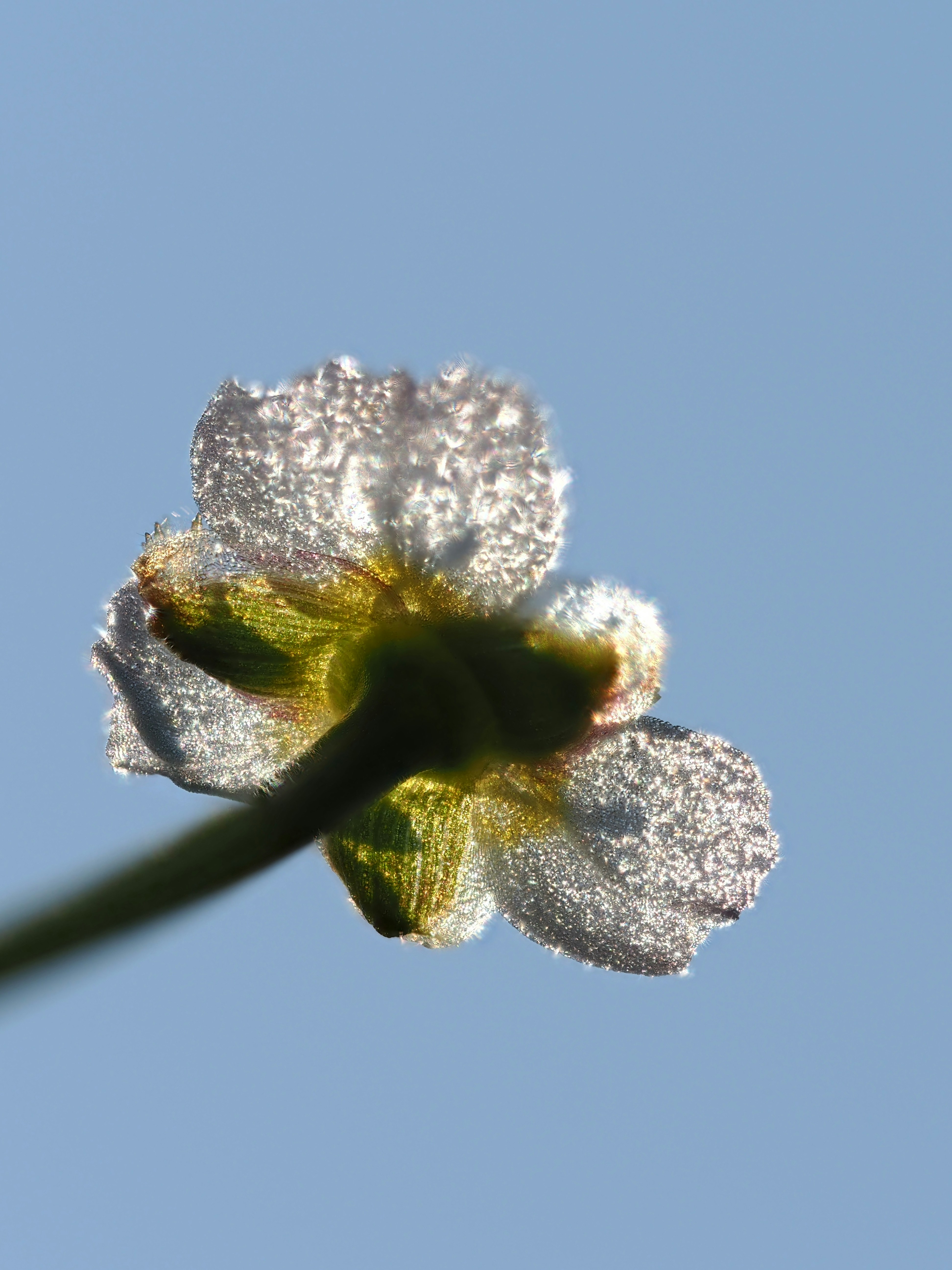 Frost-Glazed Blossom Against a Clear Blue