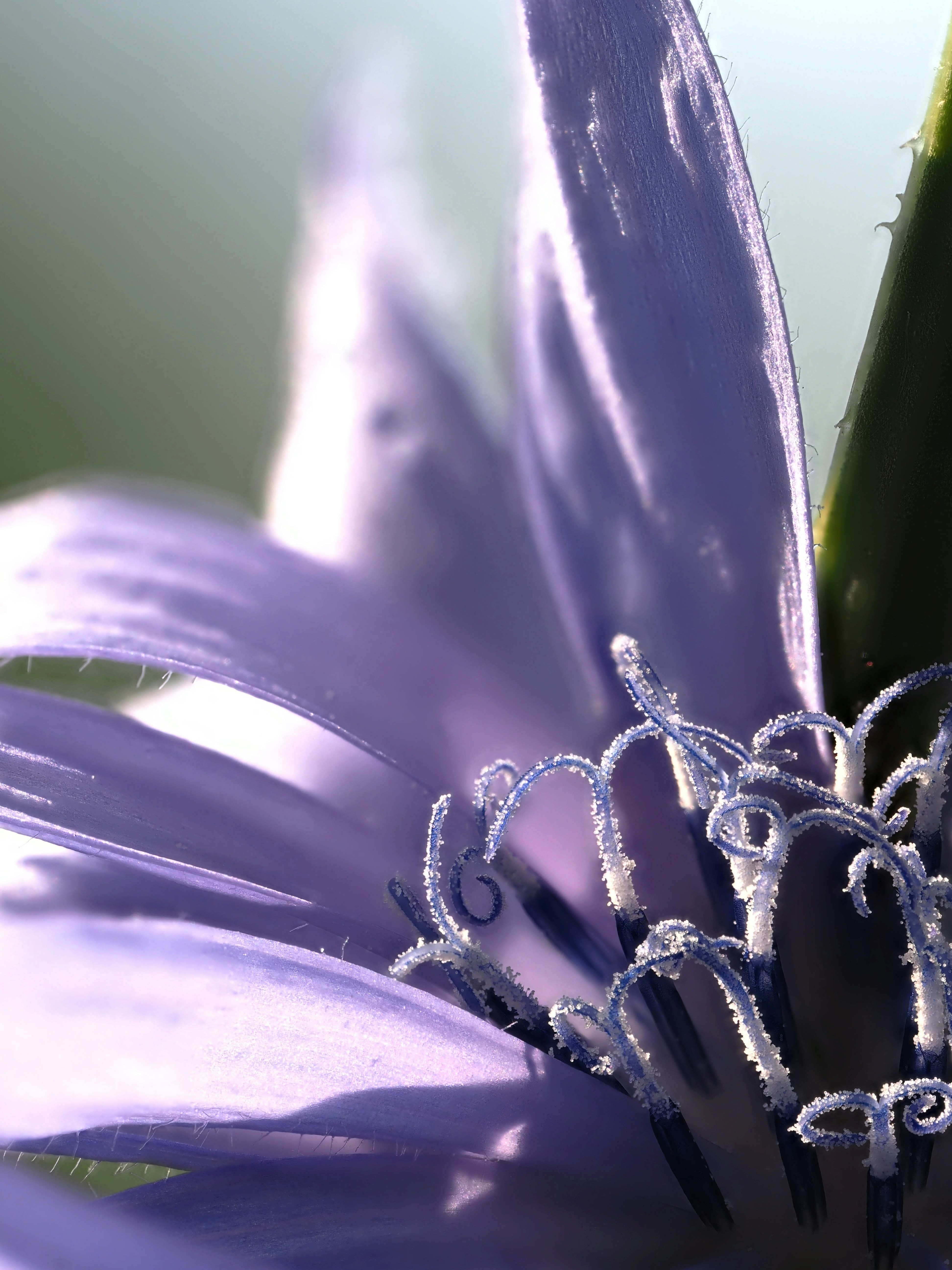 Macro photograph of a purple flower highlighting frosted, curling stamens at the center. Soft bokeh and subtle backlight emphasize petal texture.