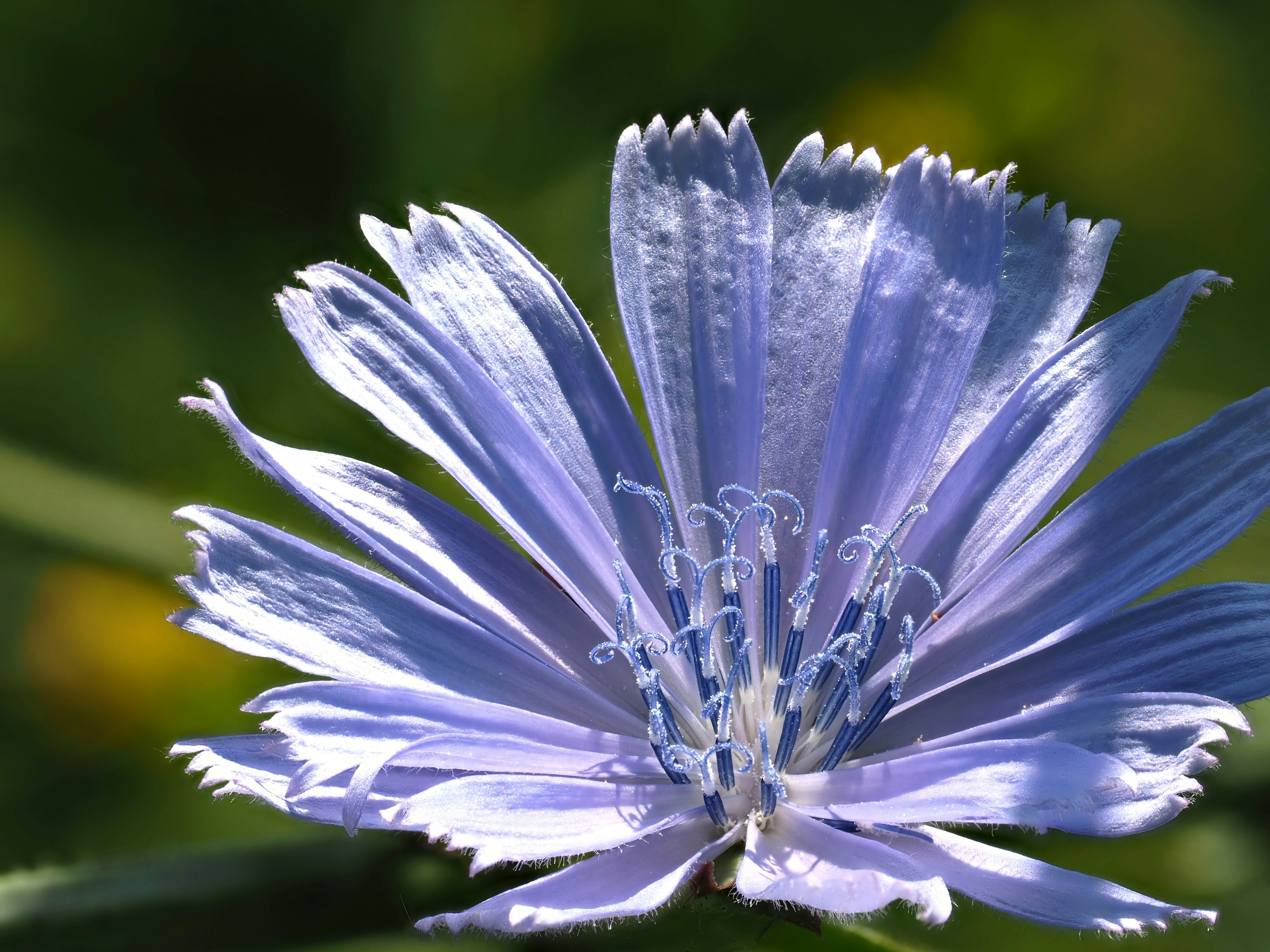 A close up of a blue flower on a plant photo – Free Orenburg Image on ...