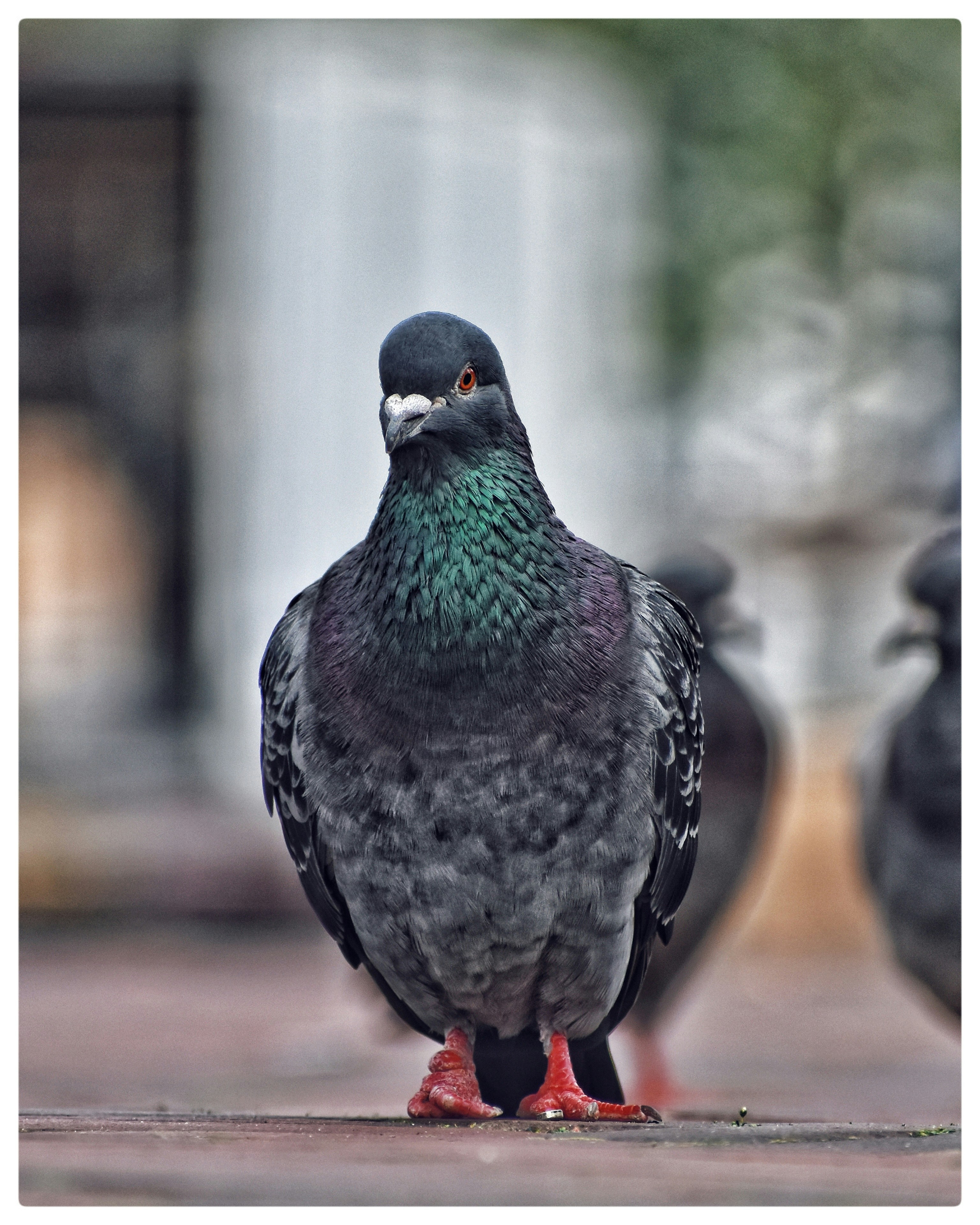 Iridescent Gaze in a City Square
