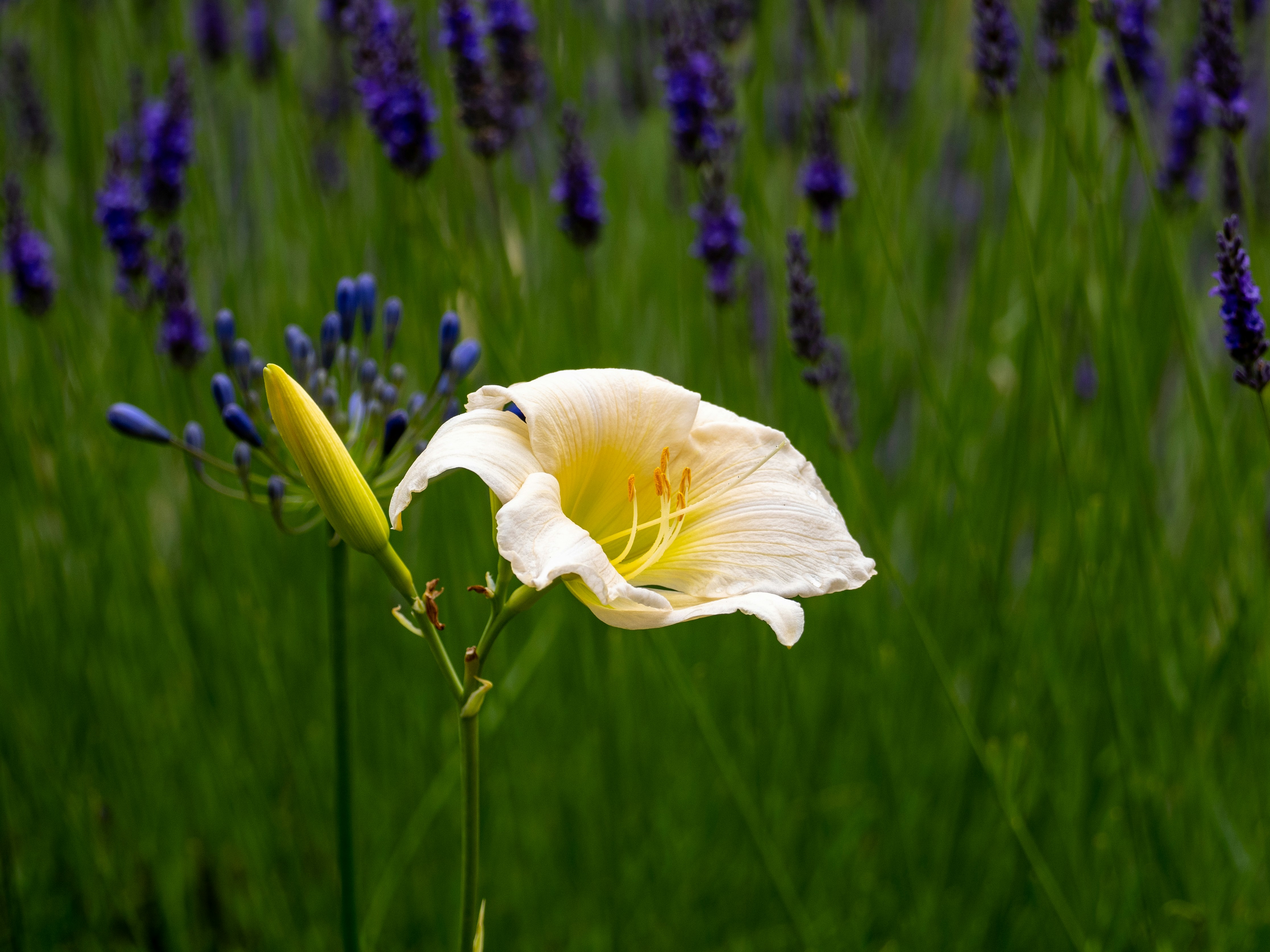 Delicate white flower with yellow center surrounded by vibrant lavender blooms in a lush green setting.