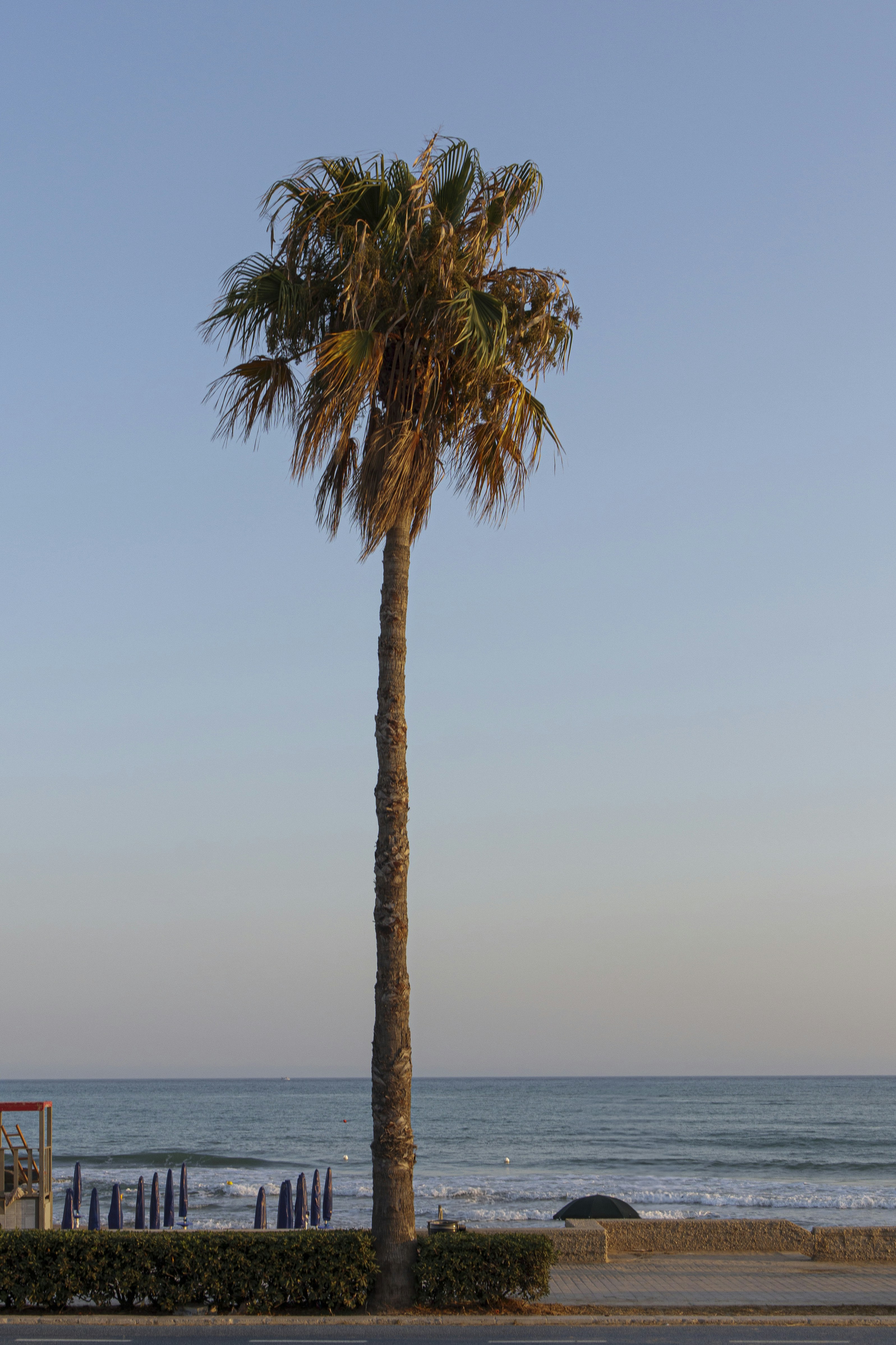 Solitary Palm Reaching Over a Quiet Seaside Horizon