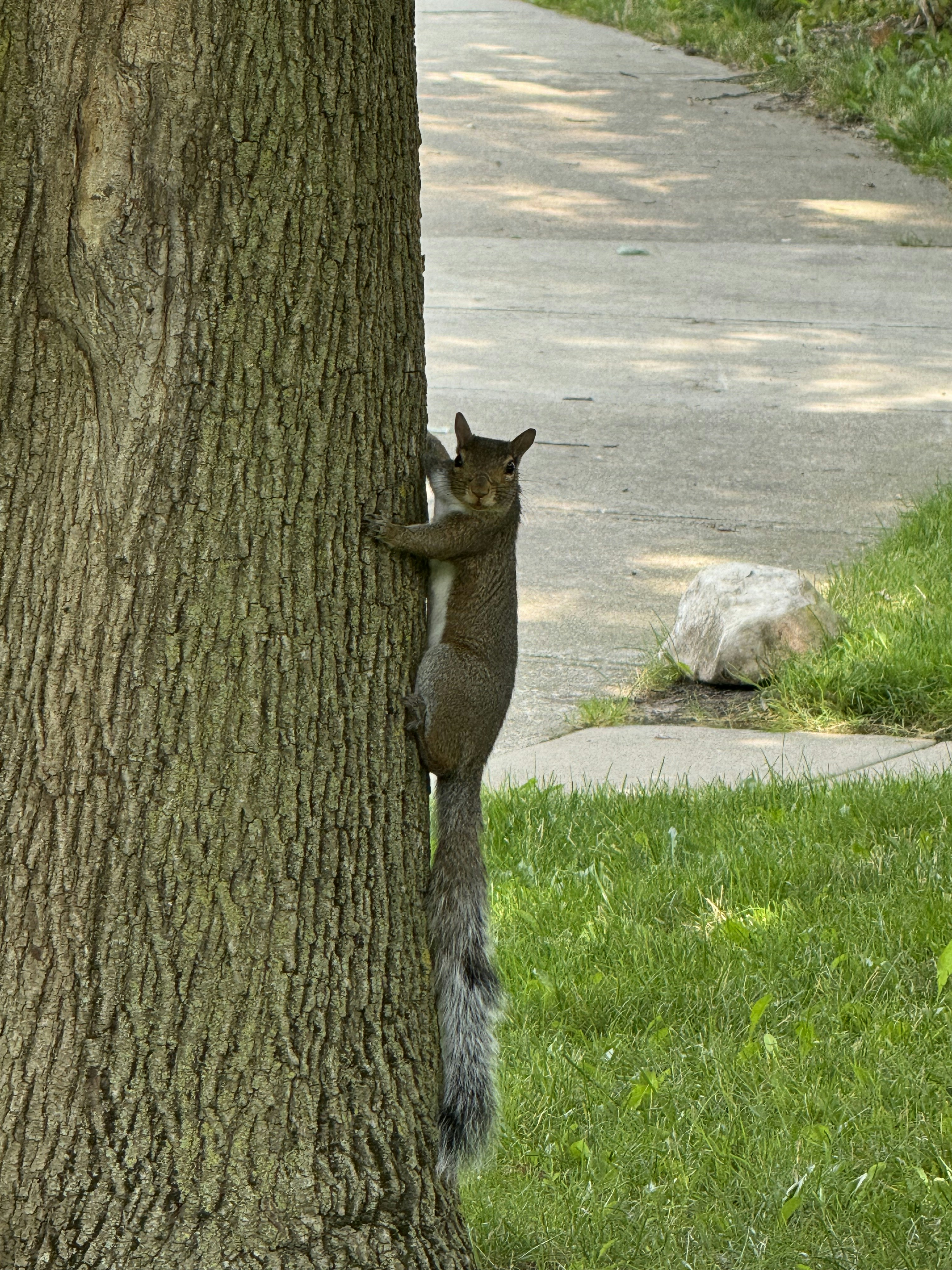 A Squirrel's Ascent: Nature's Agile Acrobat