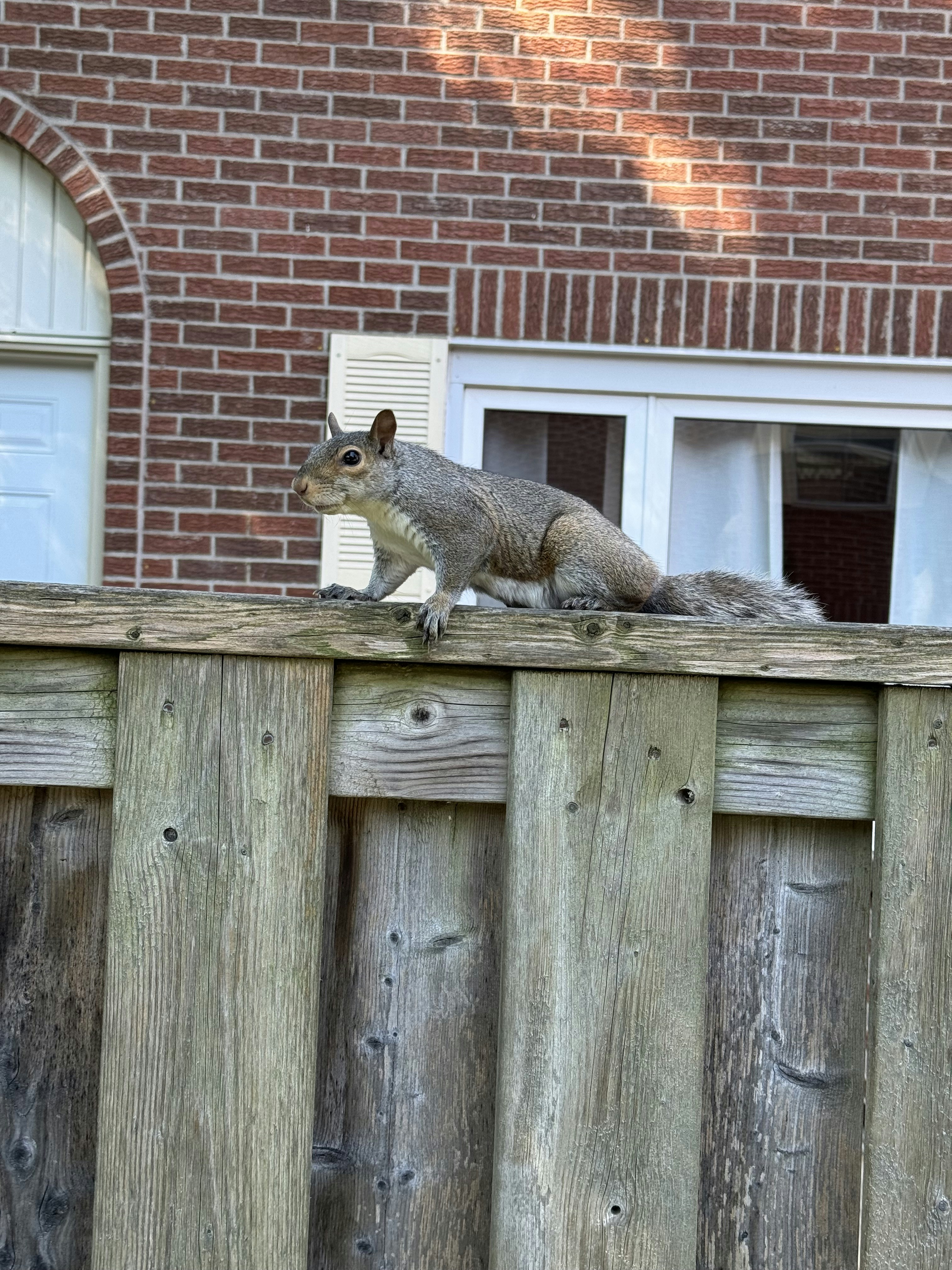 Curious Squirrel Perched on a Weathered Fence Beneath a Brick-Red House
