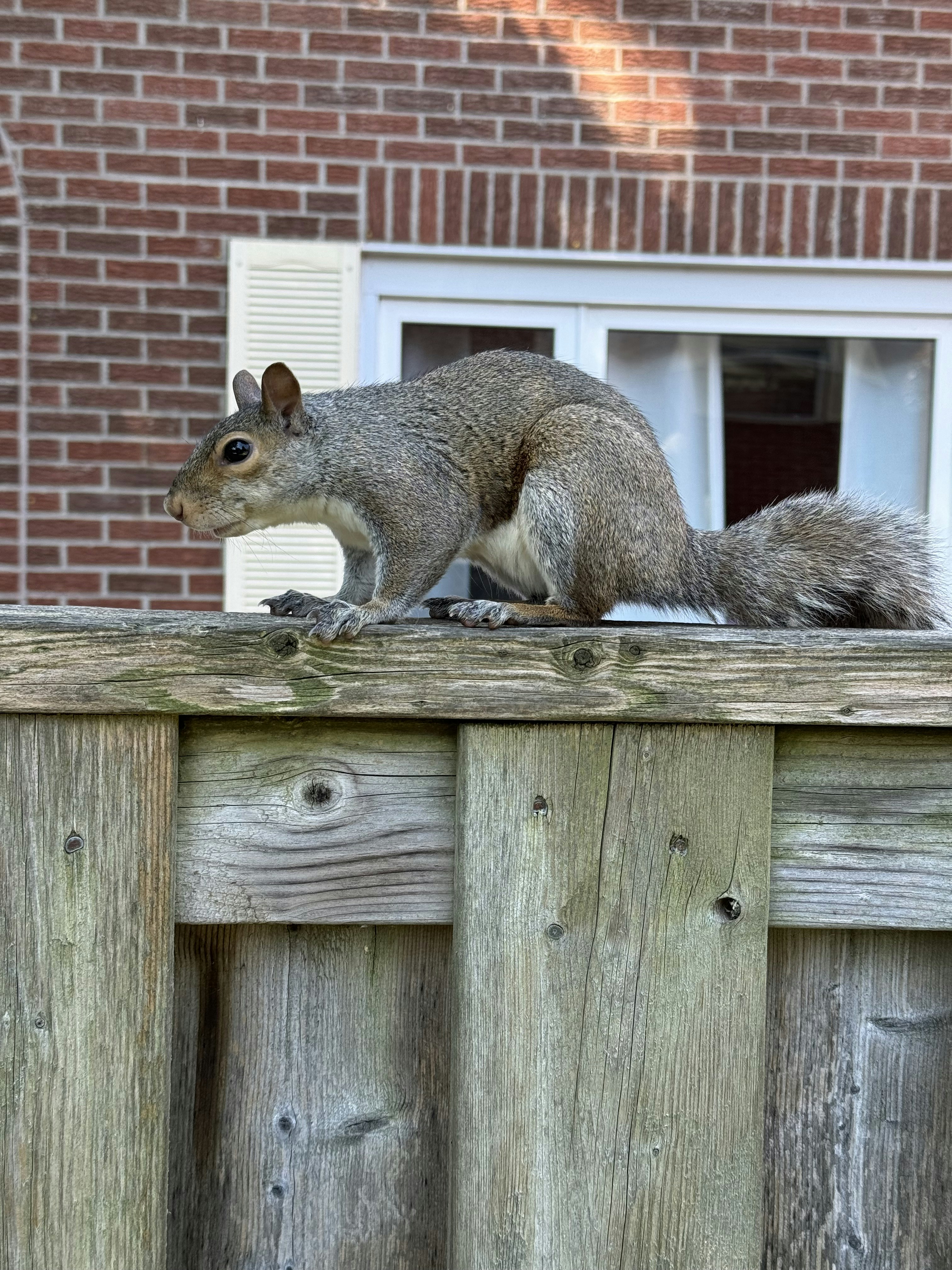Curious Squirrel Perches on a Weathered Fence Beneath a Brick Facade