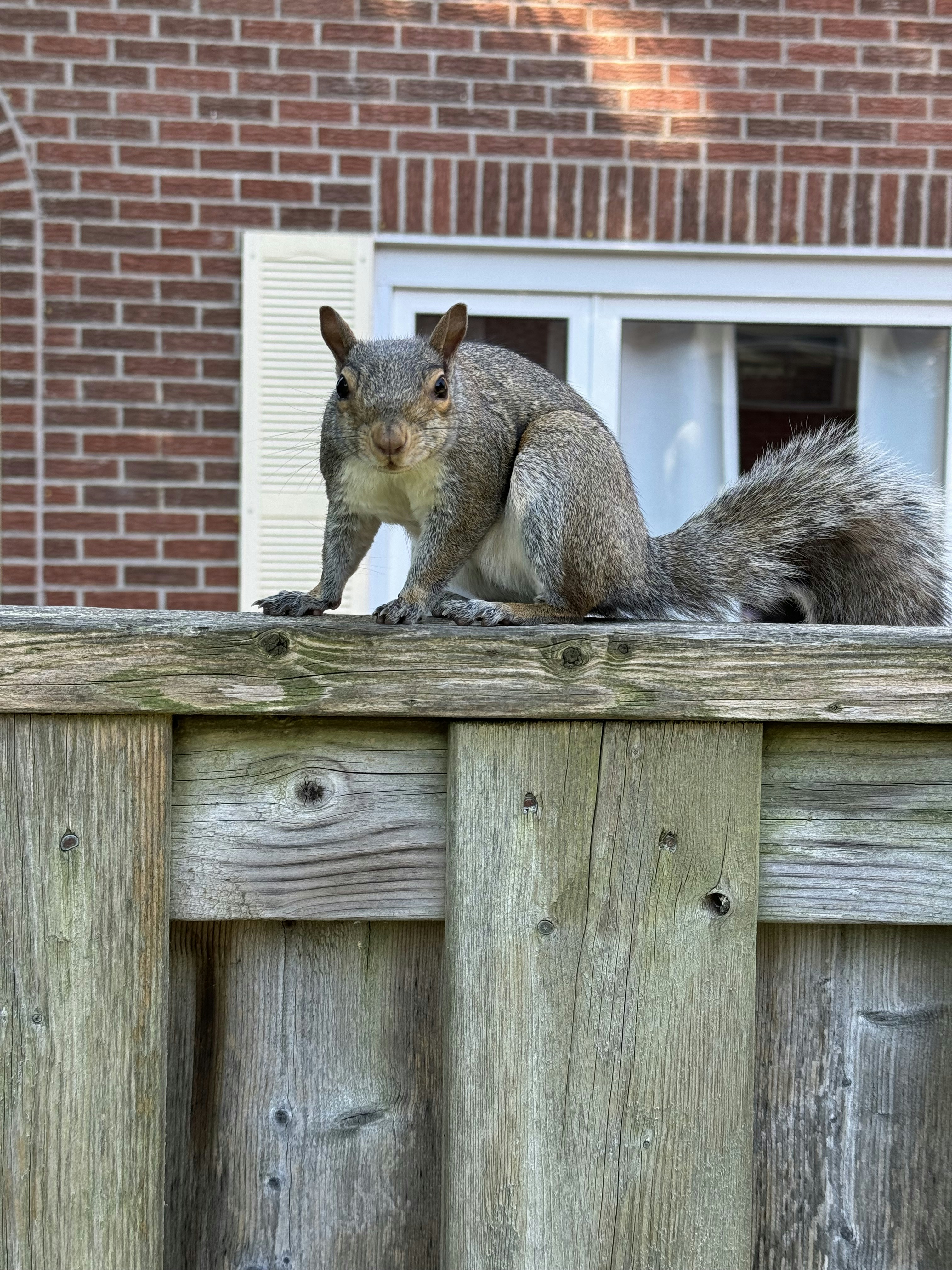 Curious Grey Squirrel on a Weathered Fence