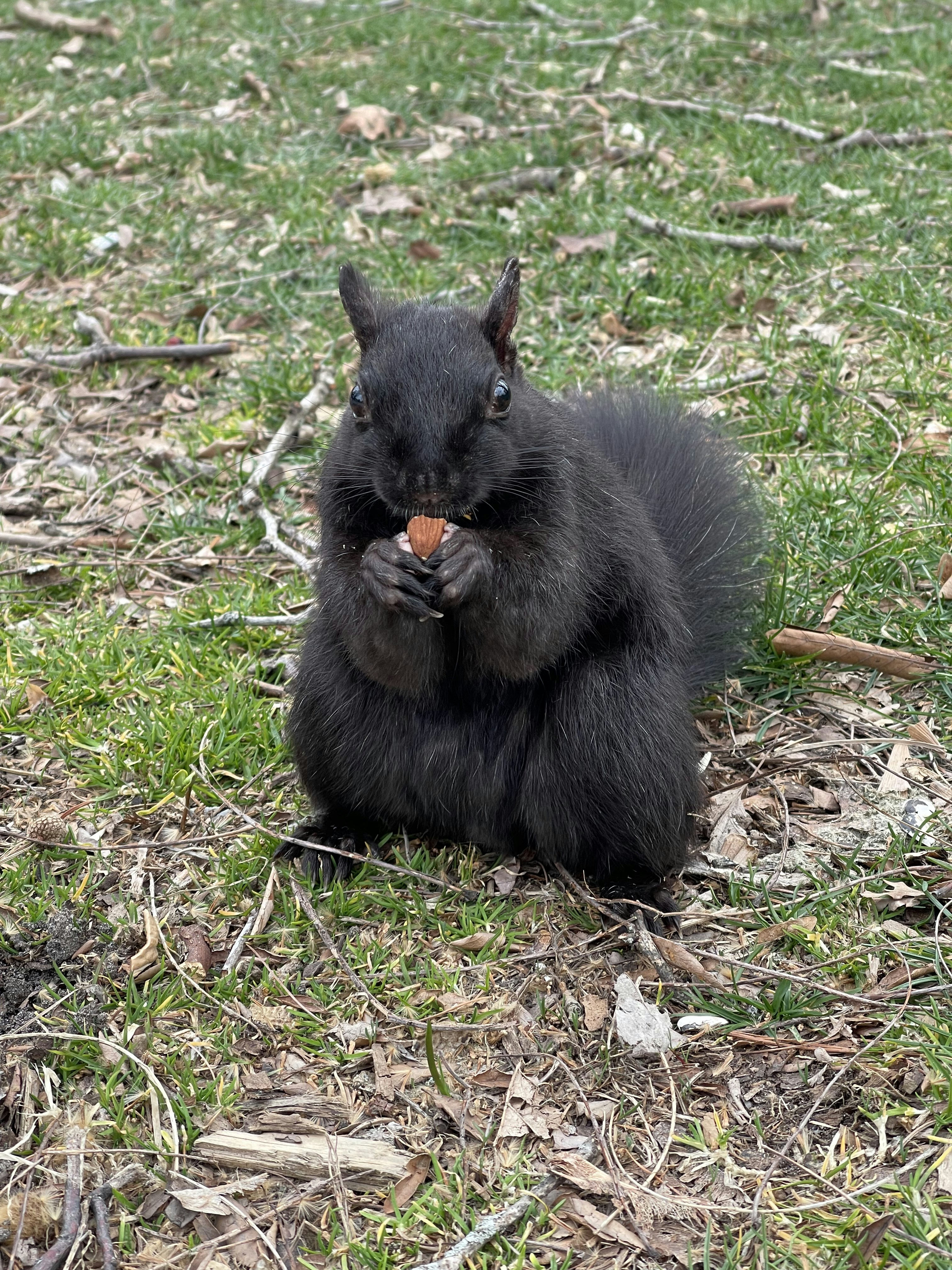 A Moment of Stillness: The Foraging Squirrel