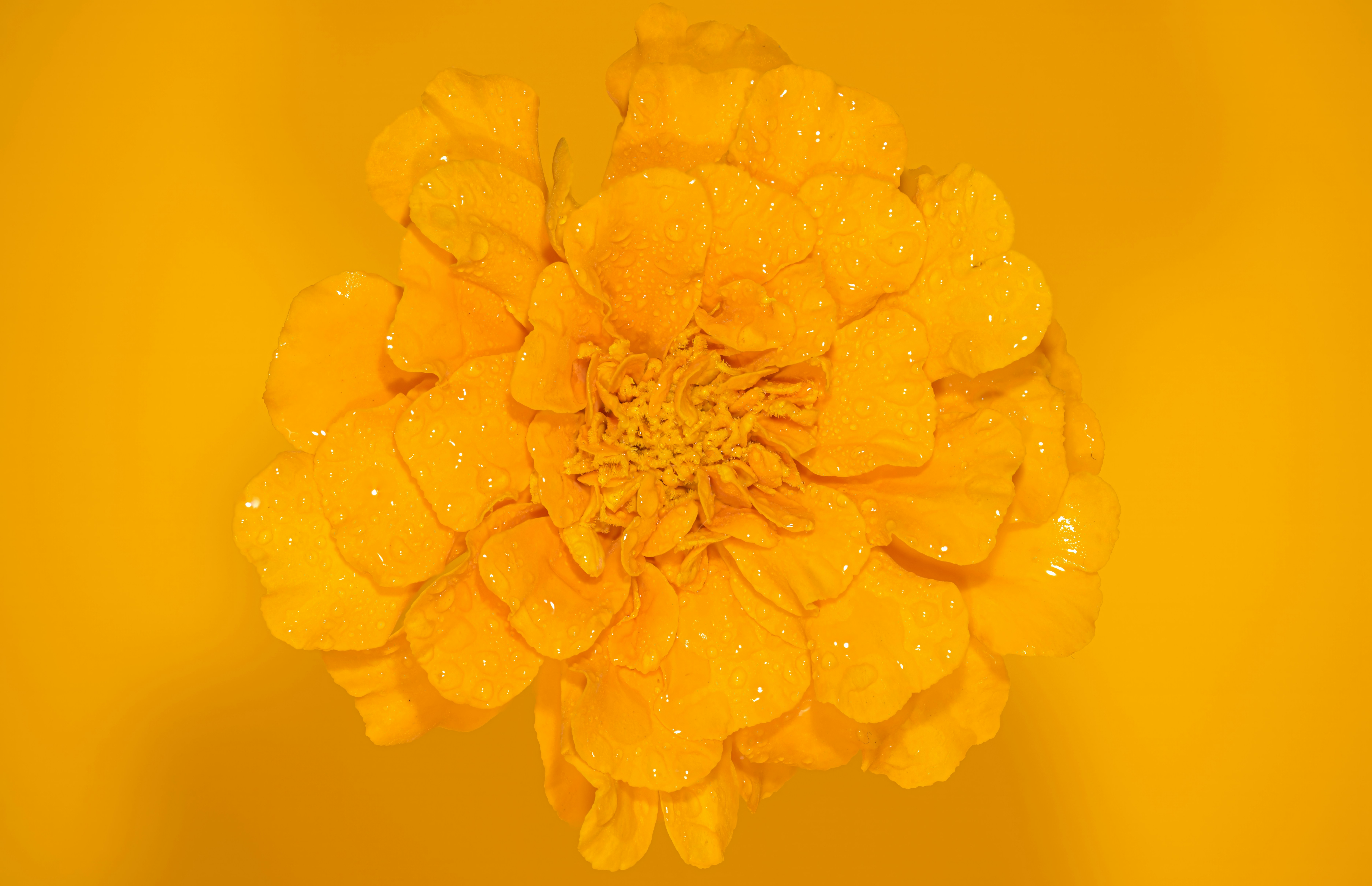 Amber Whorl: Macro Portrait of a Sunlit Chrysanthemum