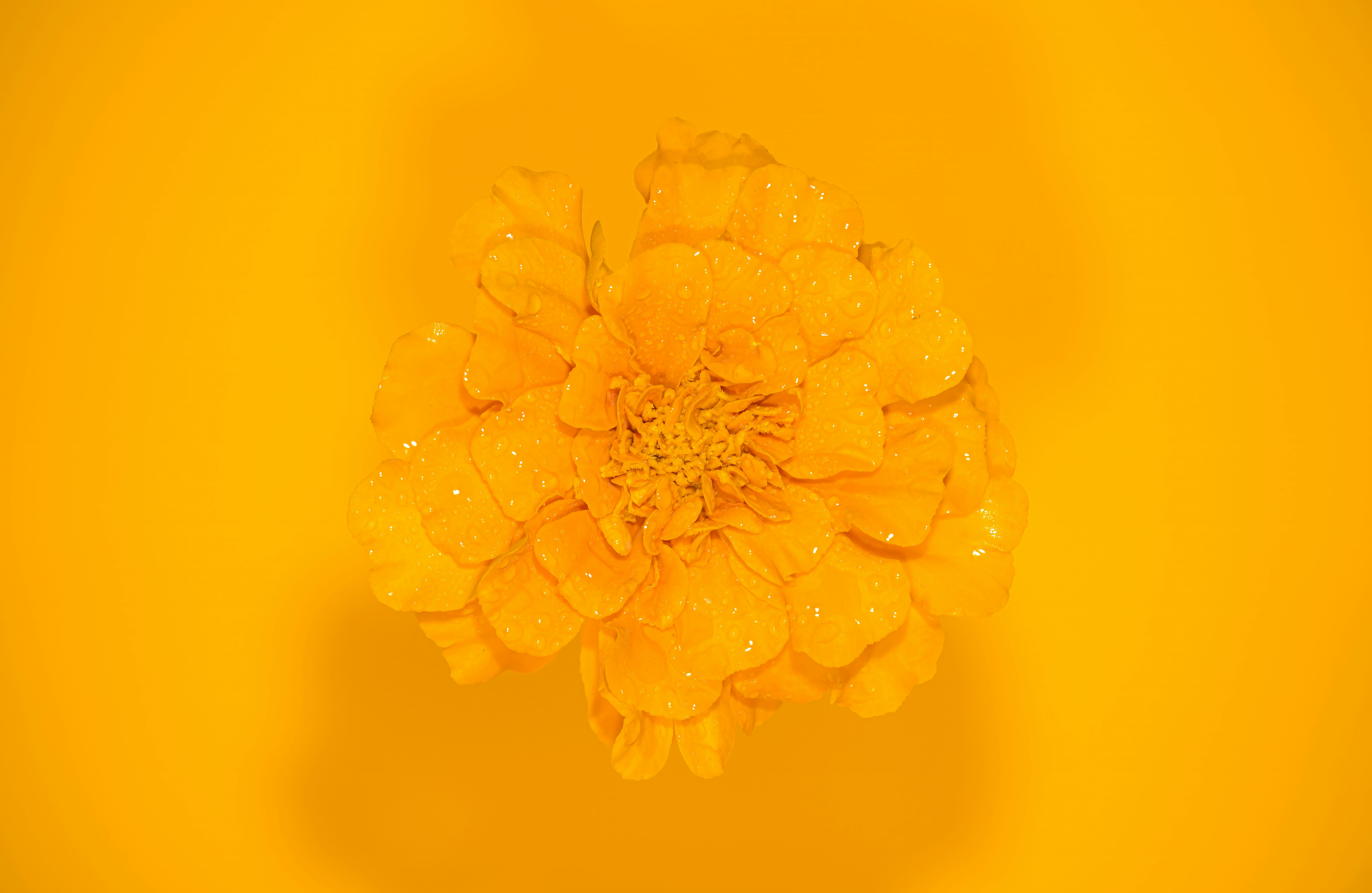 Center-Stage Golden Bloom: A Macro Portrait of a Yellow Zinnia
